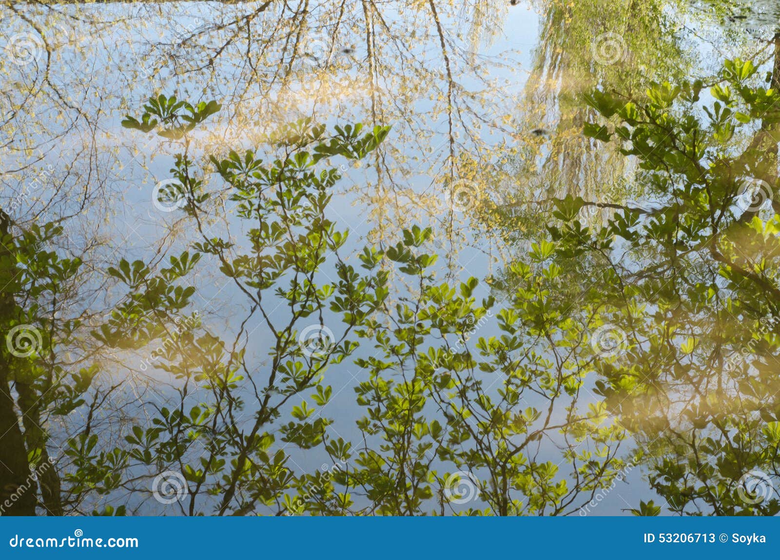 Branches of the Trees Reflected in a Puddle Stock Image - Image of ...