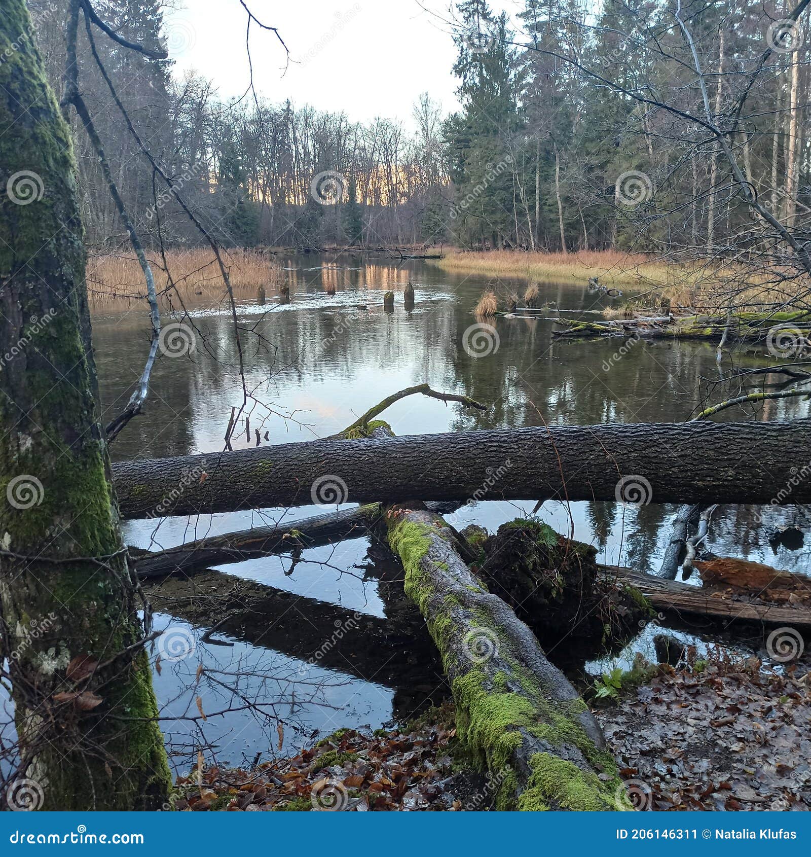Branches of Trees in the River Stock Image - Image of branches, river ...