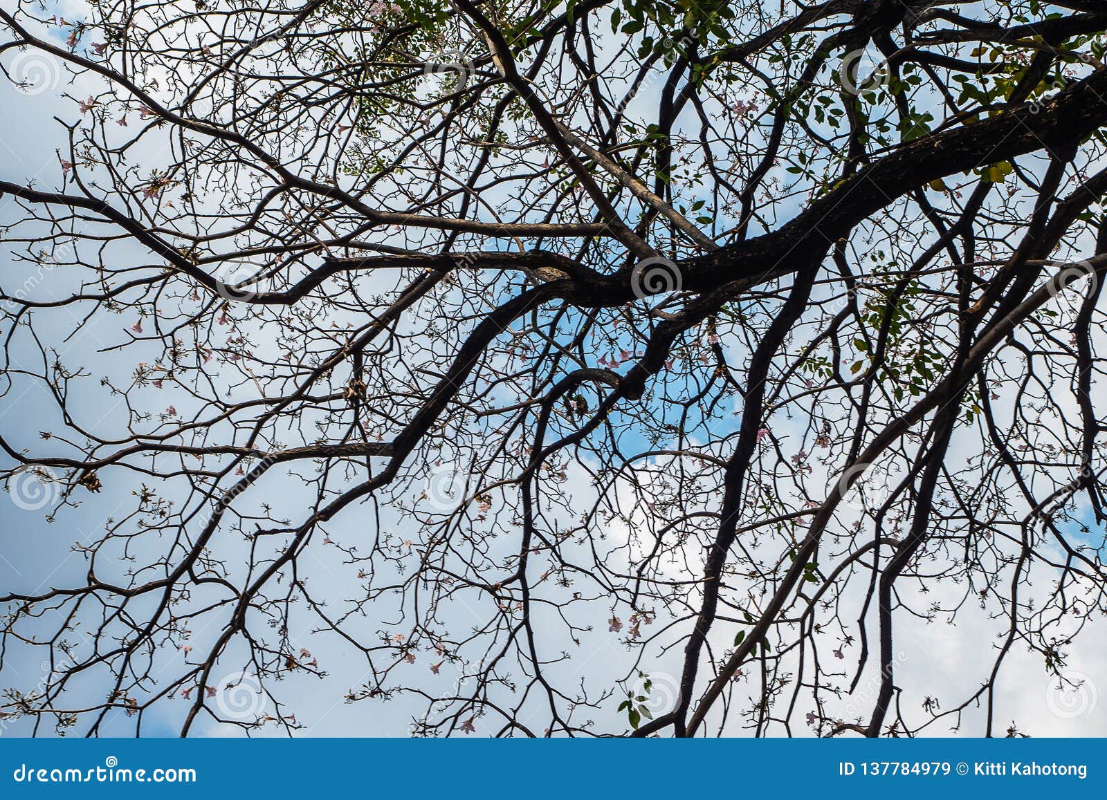 Branches of Trees and the Sky Stock Image - Image of almond, natural ...
