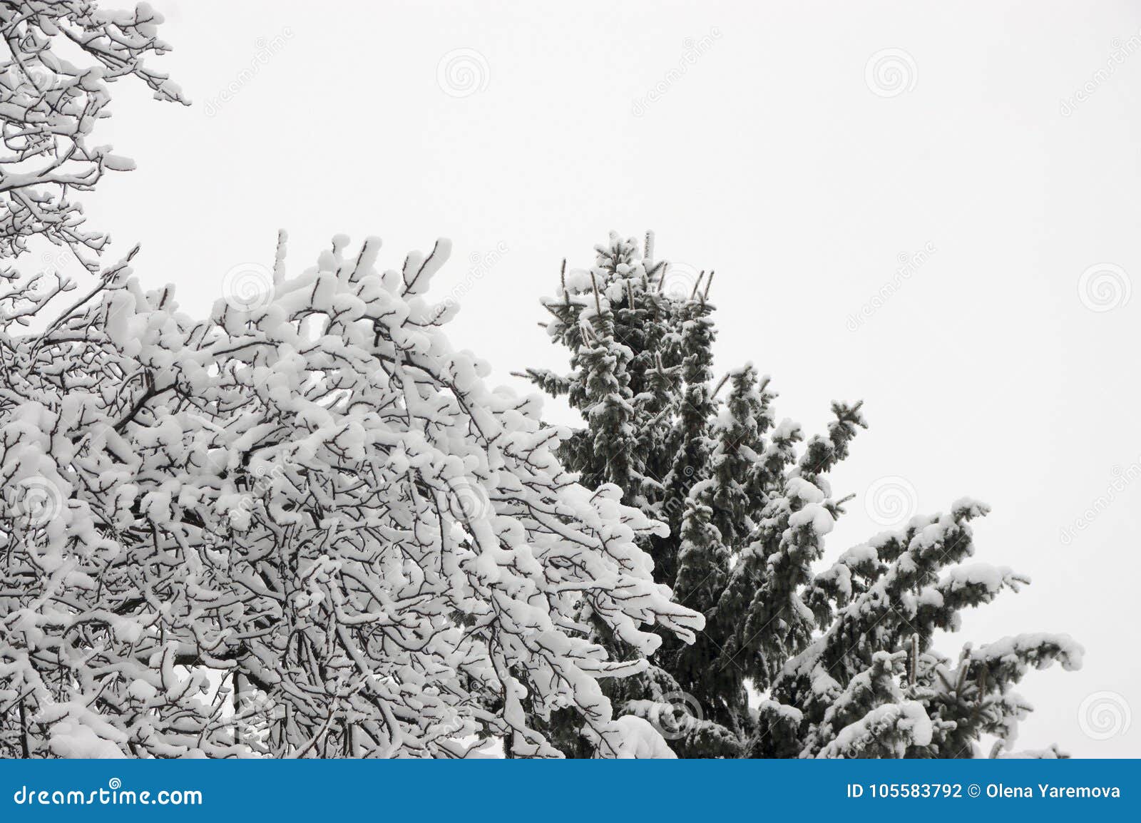 Branches of trees in snow stock photo. Image of branch - 105583792