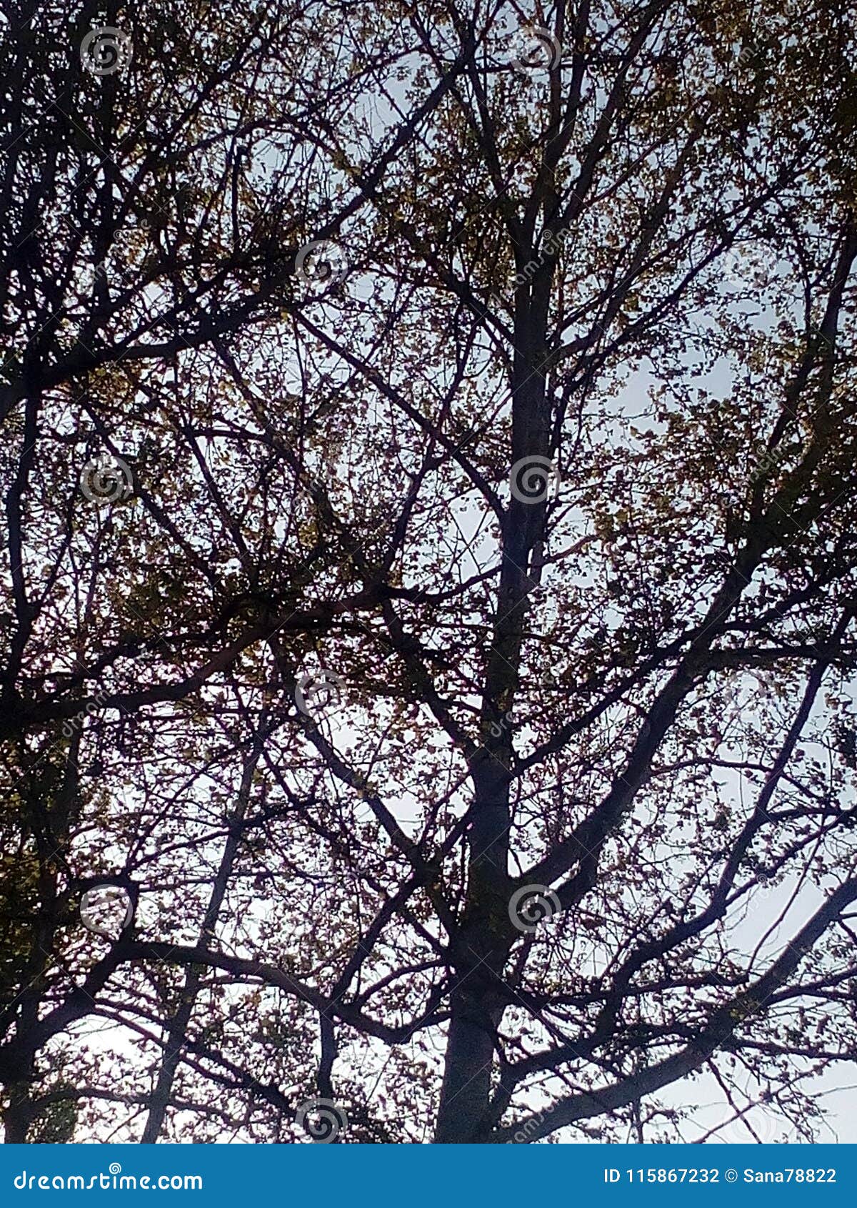 Branches of Trees with Spring Foliage Against the Sky Stock Photo ...