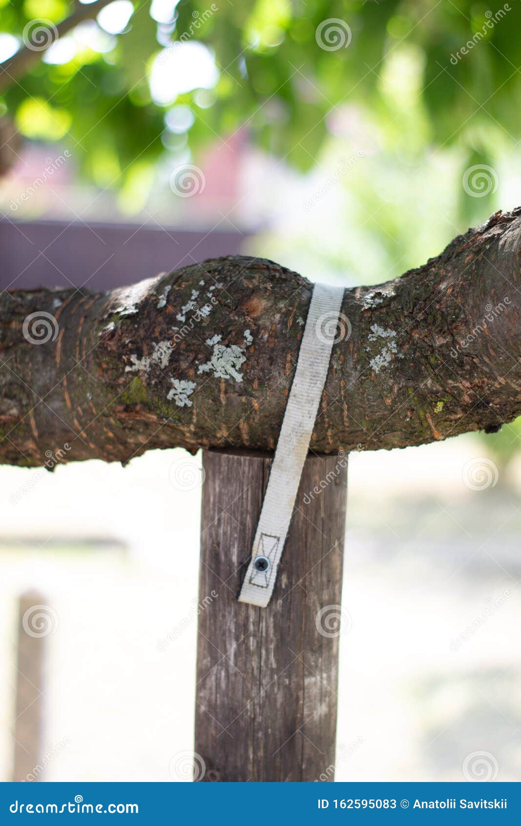 The Branches of the Trees Support the Special Sticks. Support the ...