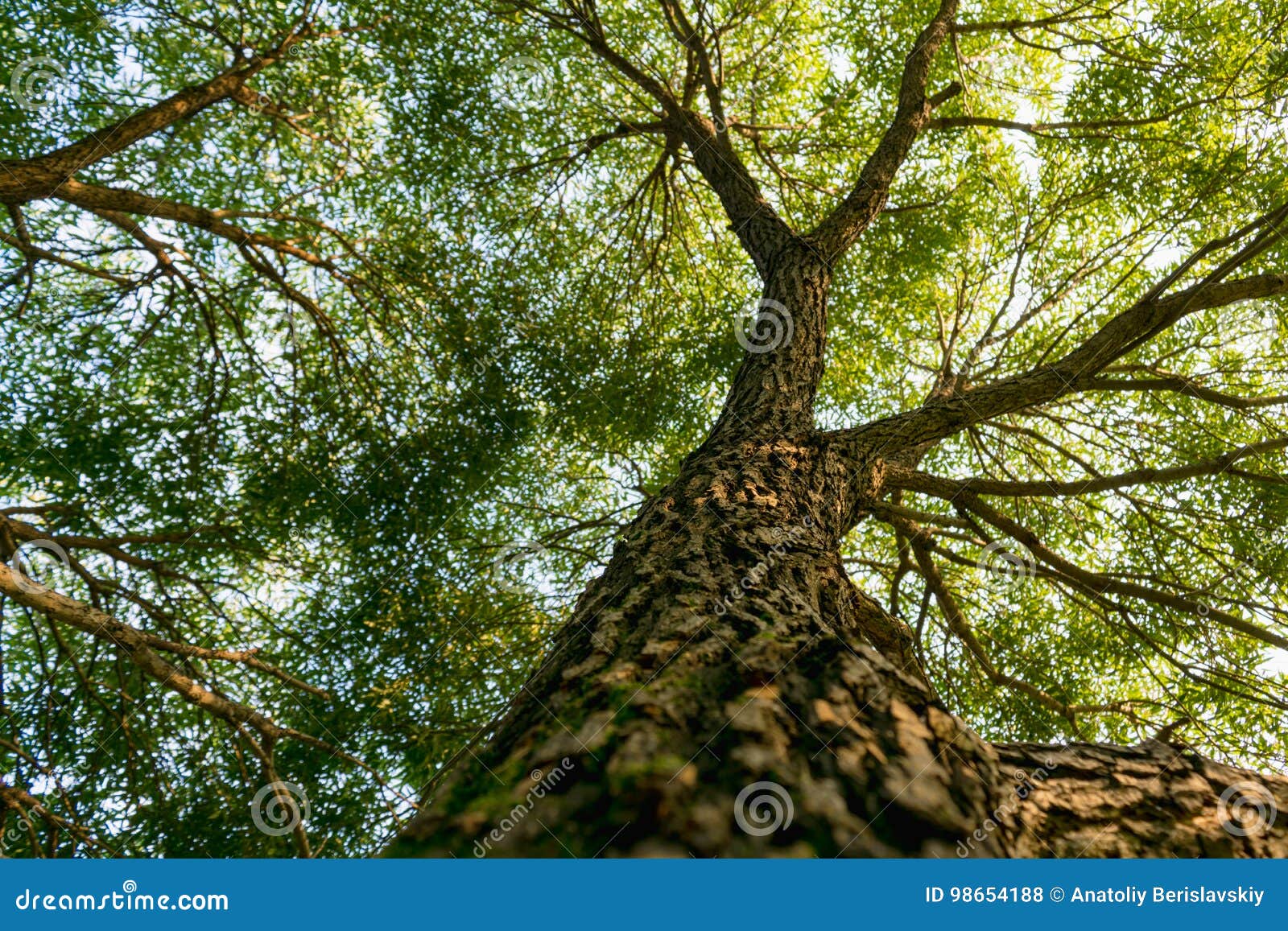 Branches of Trees in the View from Below Stock Photo - Image of giant ...