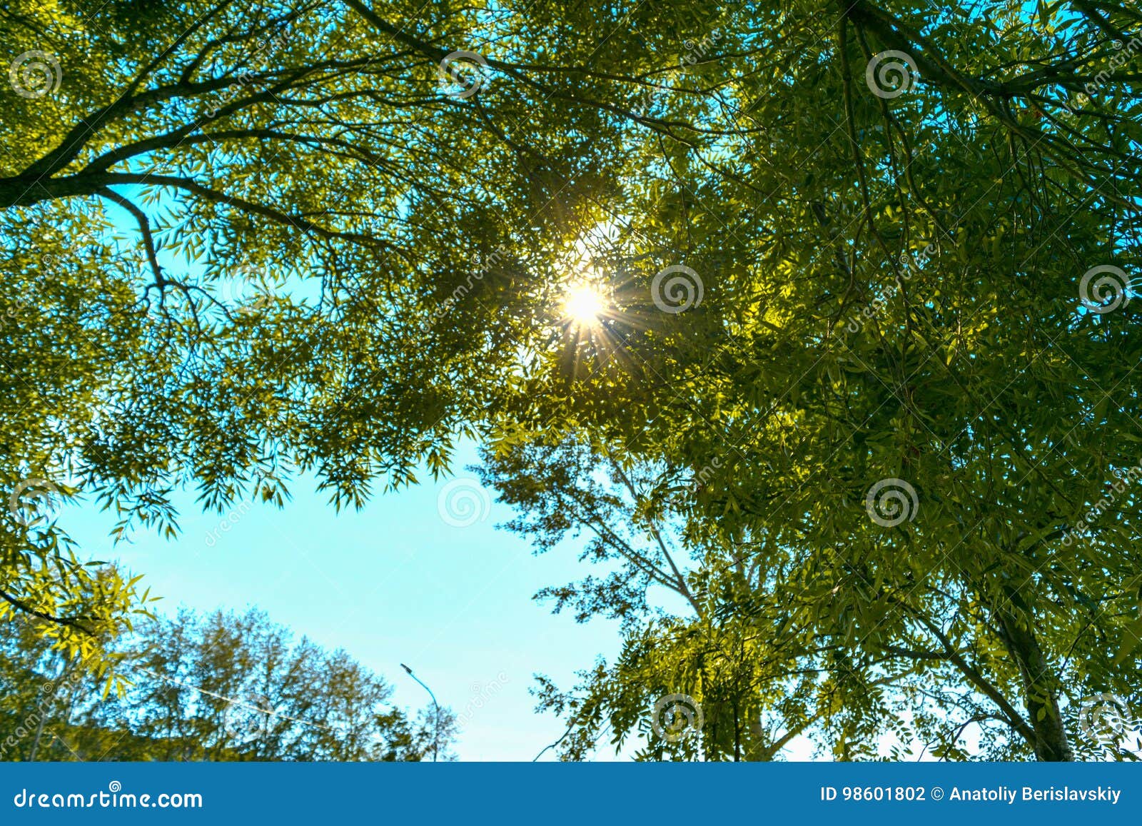 Branches of Trees in the View from Below Stock Photo - Image of large ...