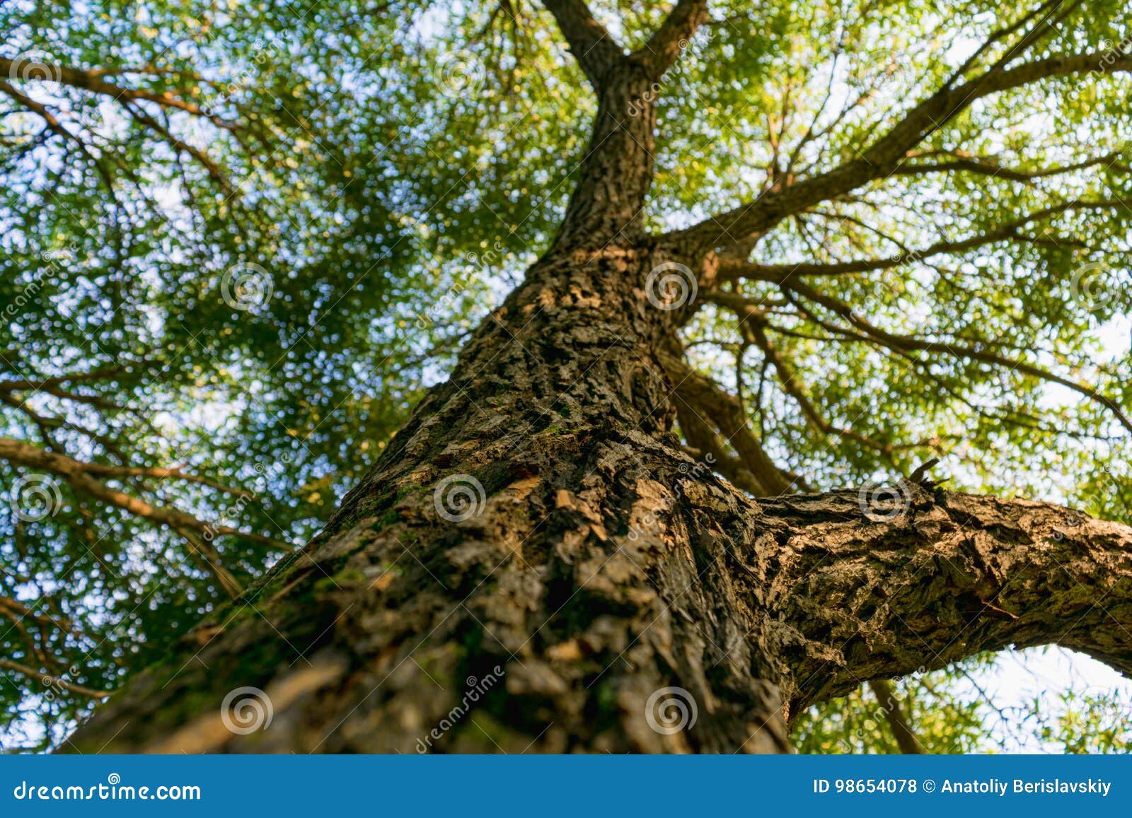 Branches of Trees in the View from Below Stock Photo - Image of ecology ...