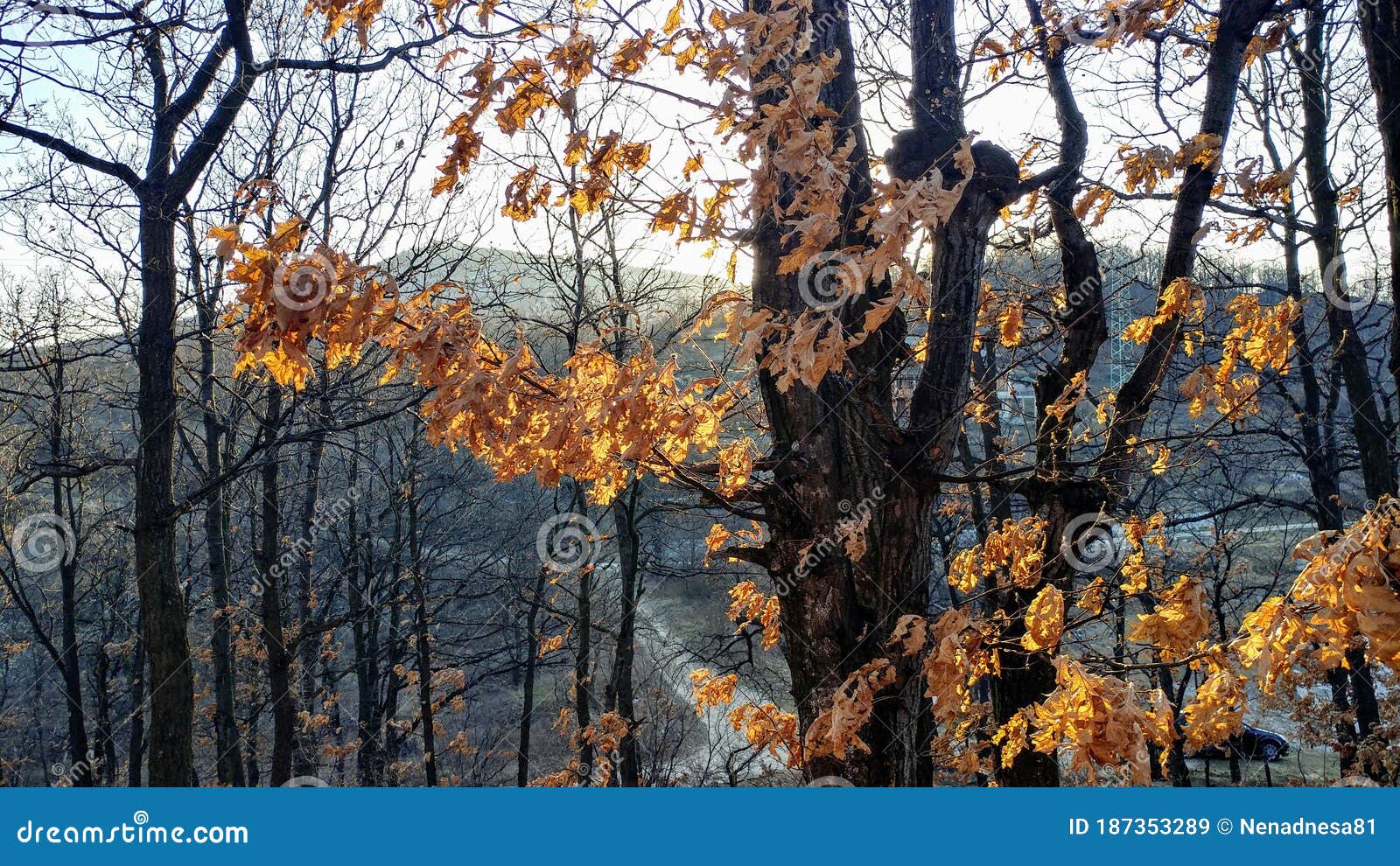 Branches of the Trees in a Wood in Autumn Stock Image - Image of trunk ...