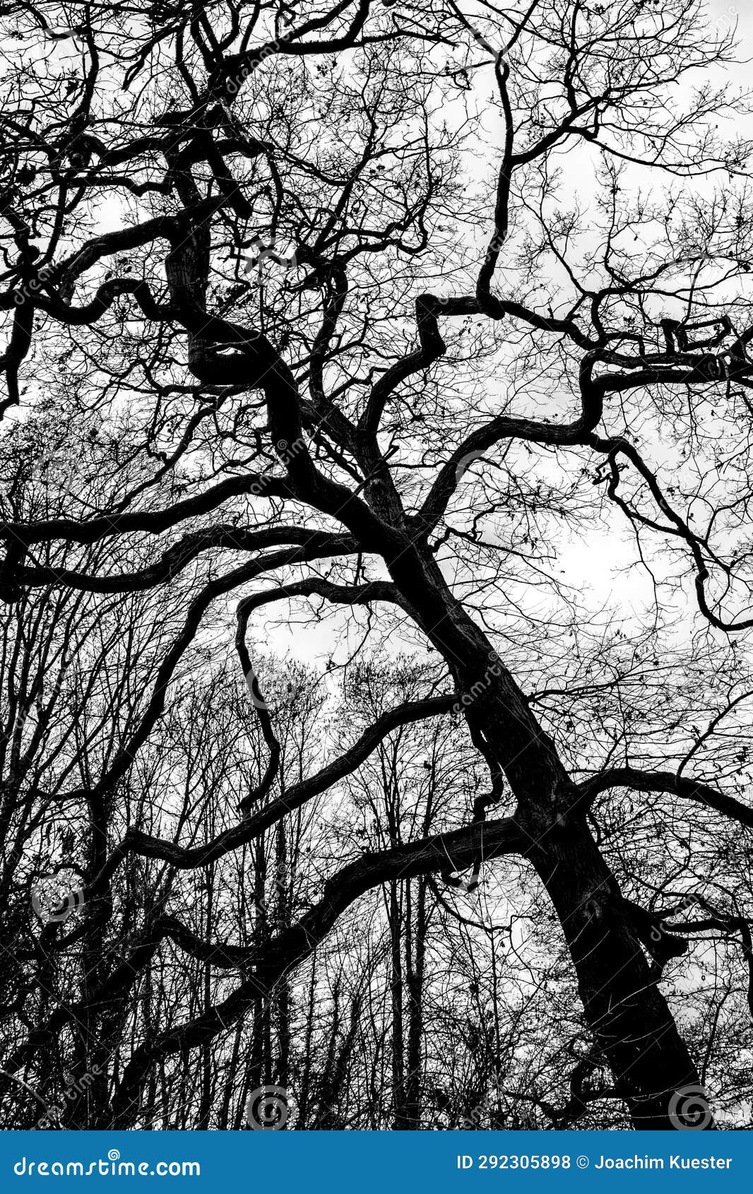 Branches of a Treetop Seen from Below Stock Photo - Image of leaf ...