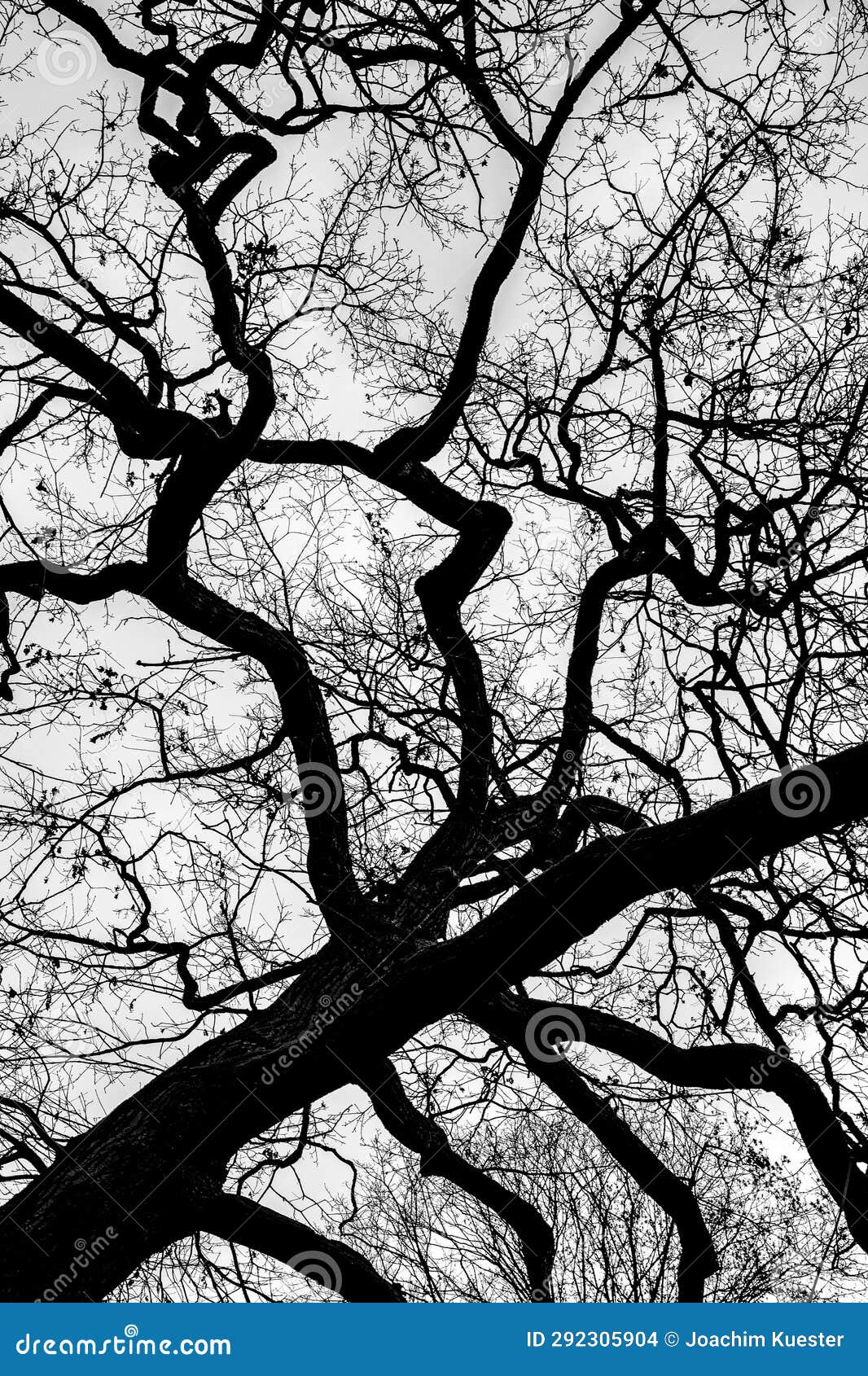 Branches of a Treetop Seen from Below Stock Photo - Image of tree ...