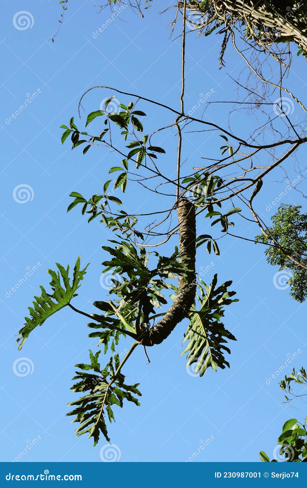 Branches of the Tropical Tree in the Jungle. Stock Image - Image of ...
