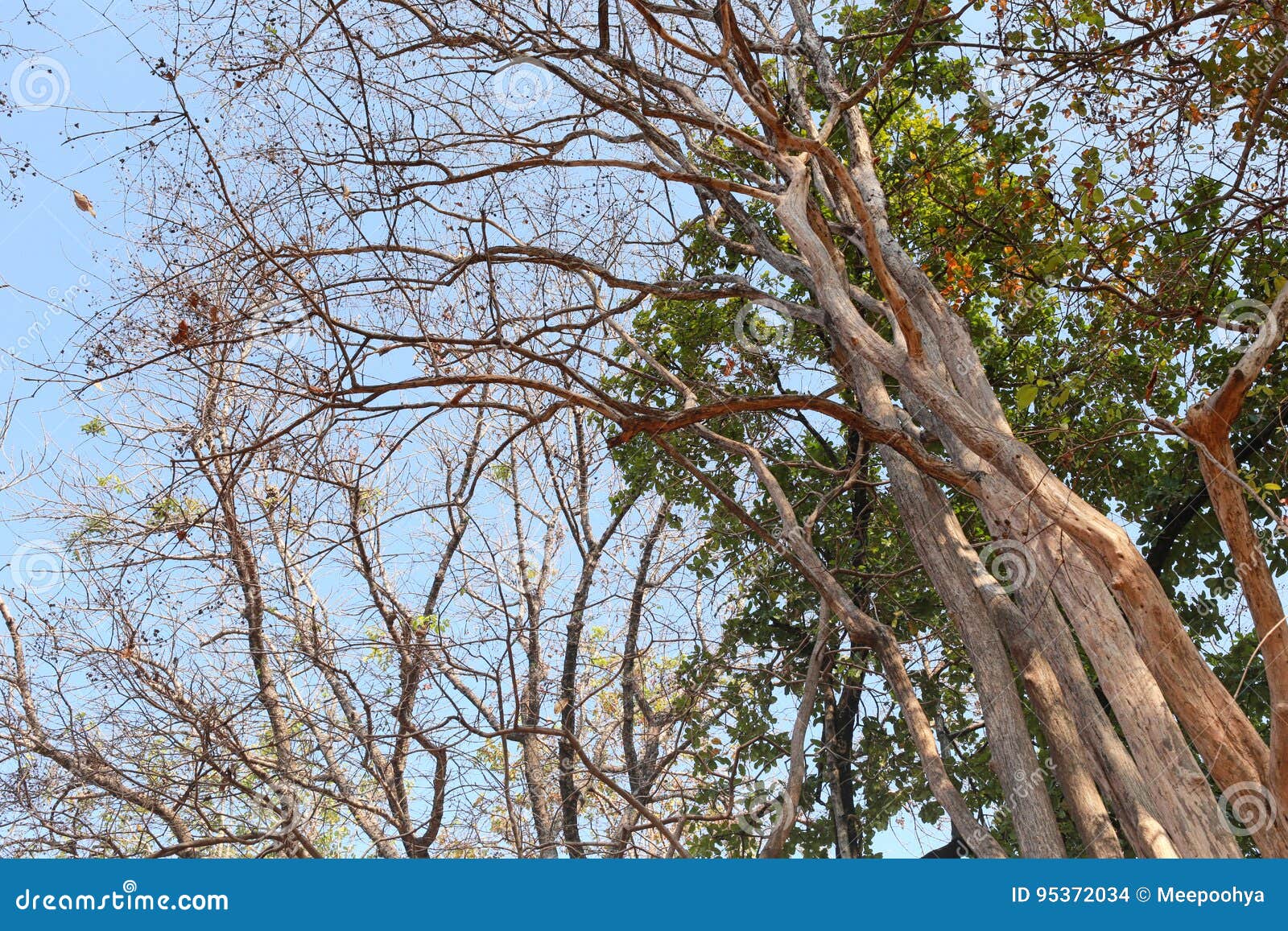 Branches of Tropical Trees in the Forest. Stock Photo - Image of spring ...