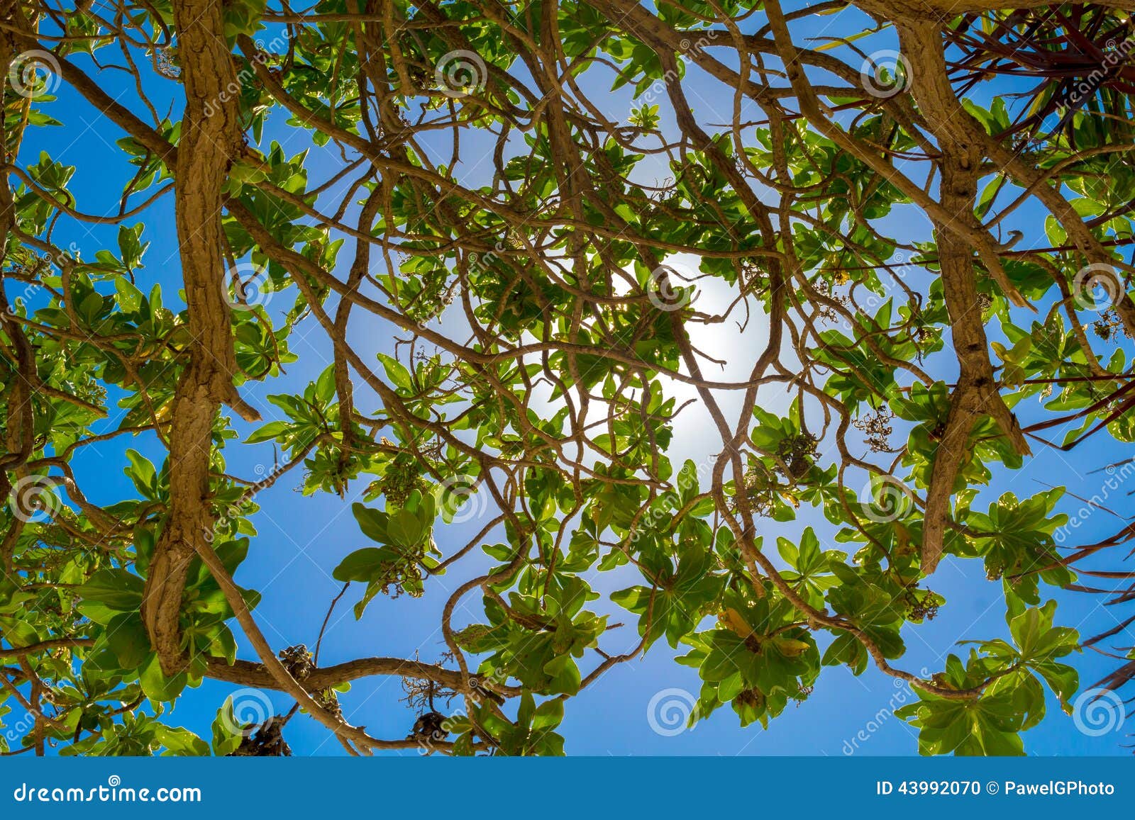 Branches of Tropical Trees with Green Leafs in Front of Bright S Stock ...