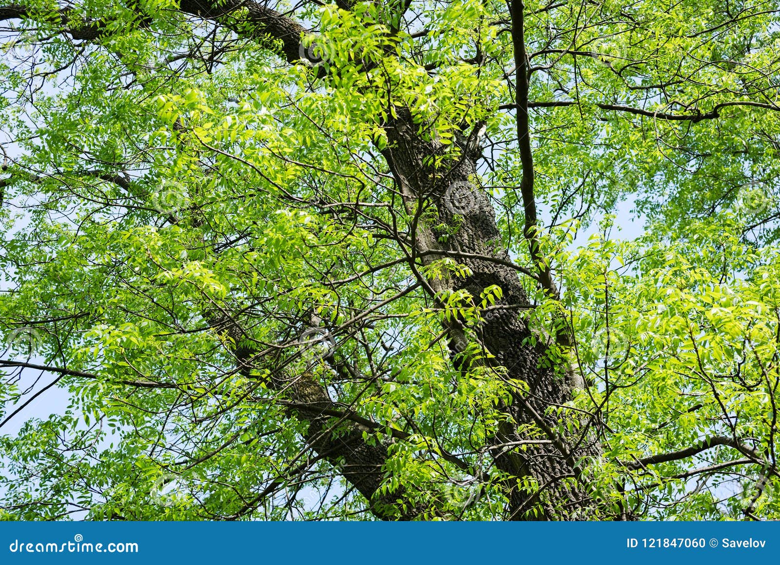 Tree fraxinus excelsior stock photo. Image of foliage - 121847060