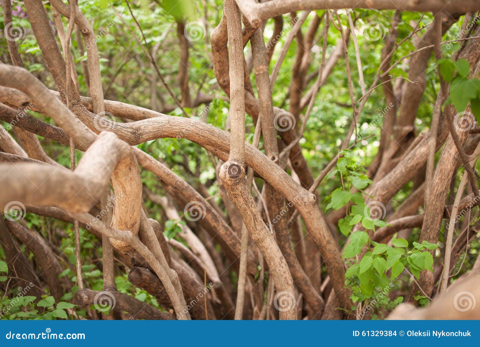 Branches and Trunks of an Old Lilac Bush Stock Photo - Image of flora ...