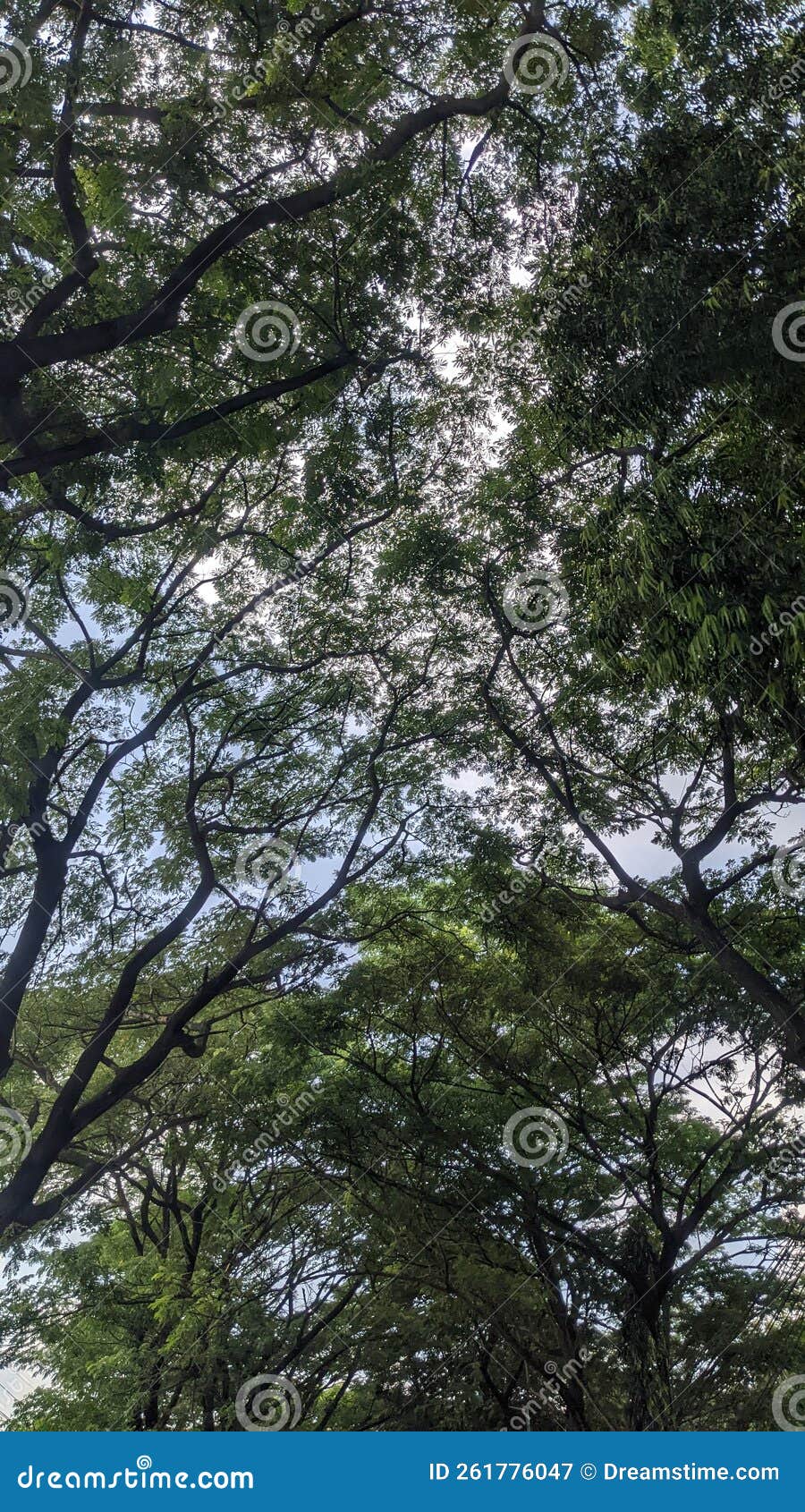 Branches and twigs stock image. Image of objects, like - 261776047