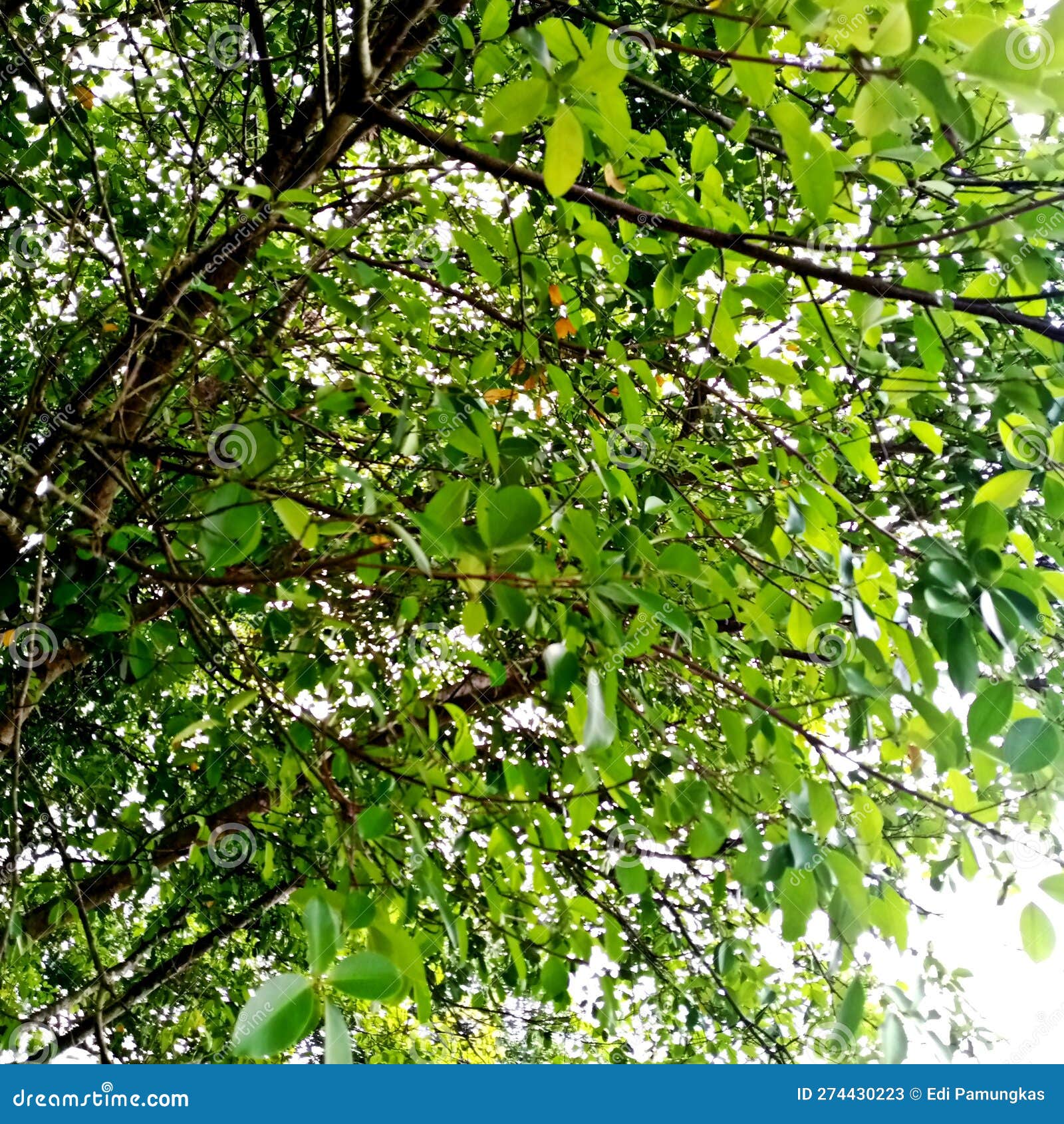 Branches and Twigs and Leafy Banyan Tree Leaves Stock Image - Image of ...