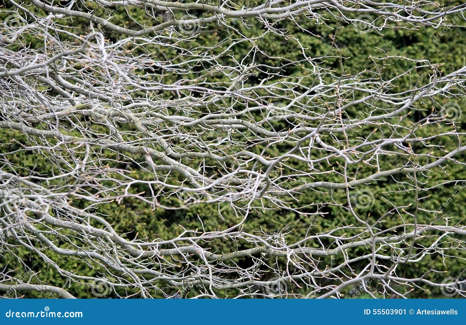 Branches and twigs stock image. Image of wooden, green - 55503901