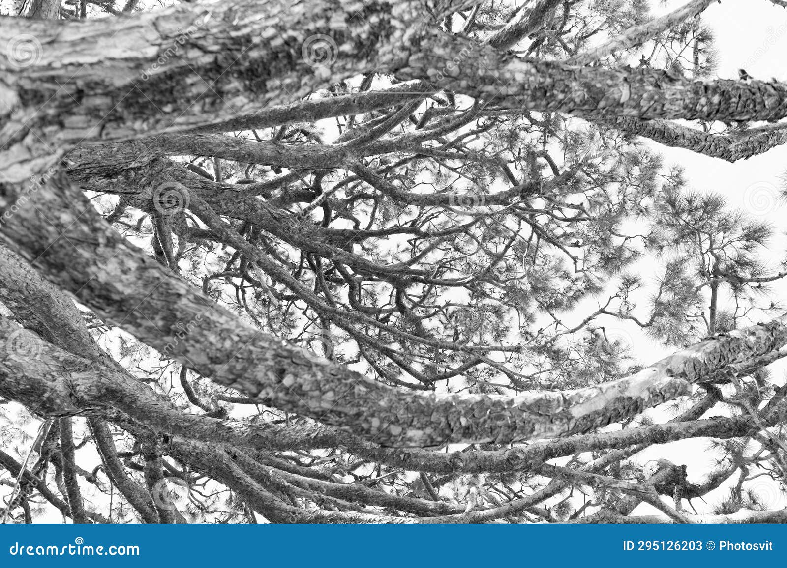 Branches and Twigs of Tree. Branches and Twigs of Tree Outdoor Stock ...