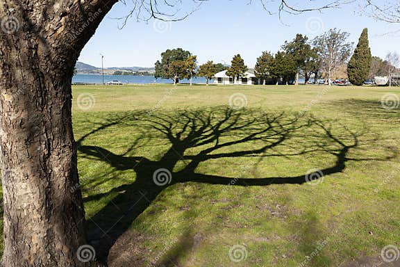 Branches and Twigs of Tree Form Shadow Pattern on Lawn Stock Image ...