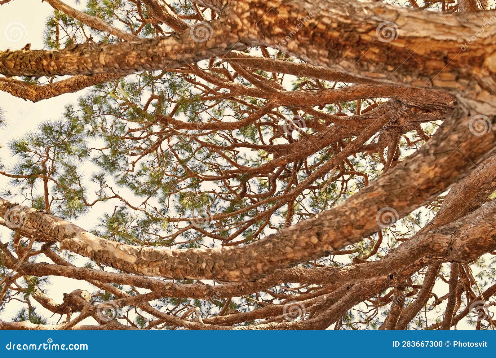 Branches and Twigs of Tree. Branches and Twigs of Tree Outdoor Stock ...