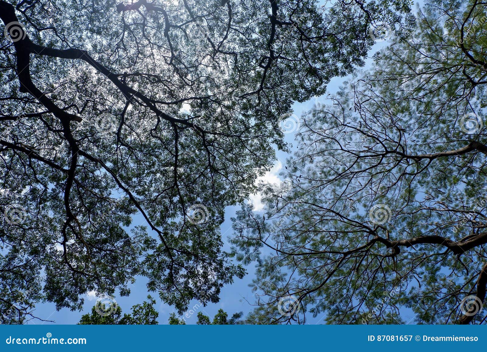 Branches of two big trees stock image. Image of nature - 87081657