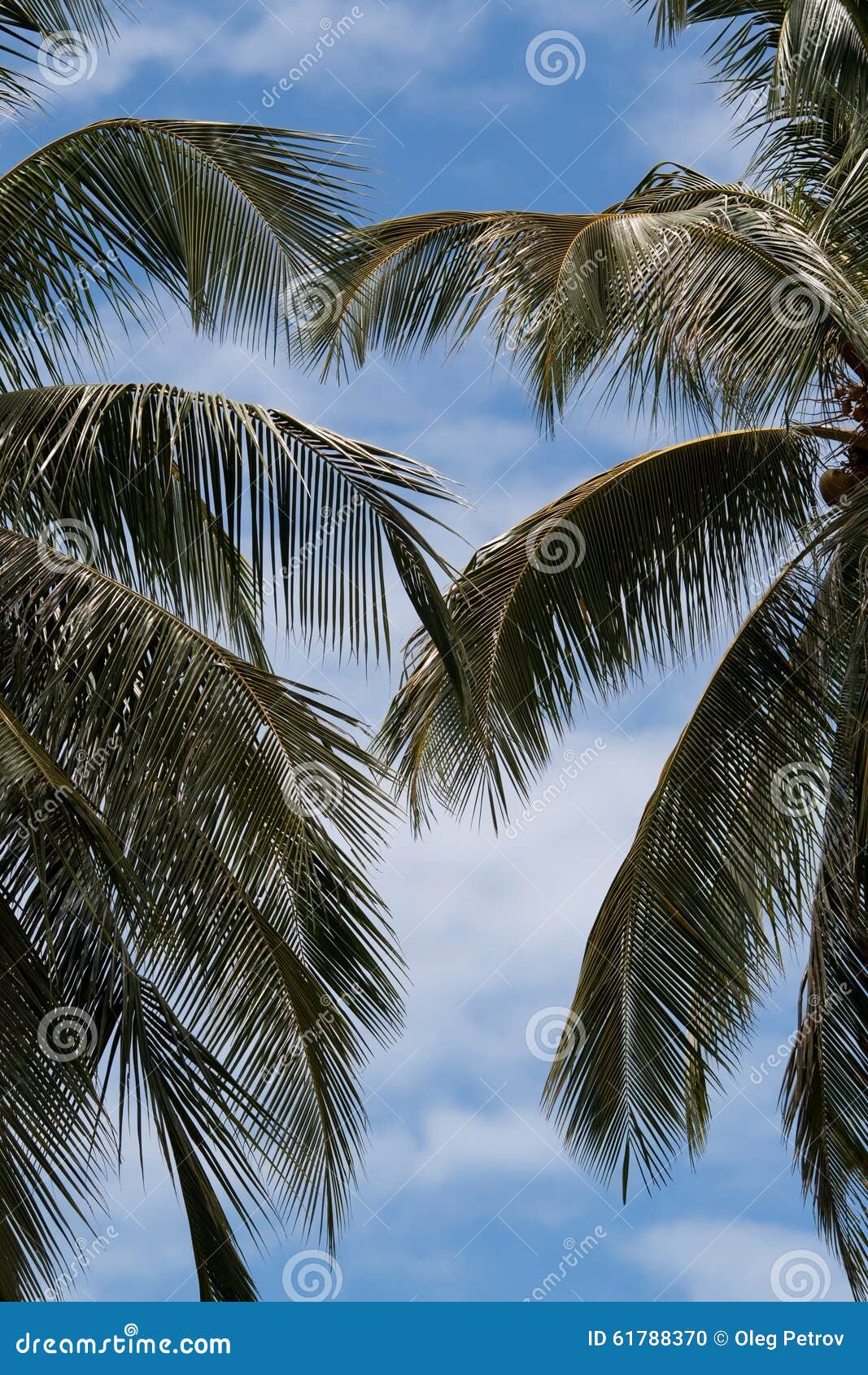 Branches of the Two Palms Against the Blue Sky Stock Photo - Image of ...