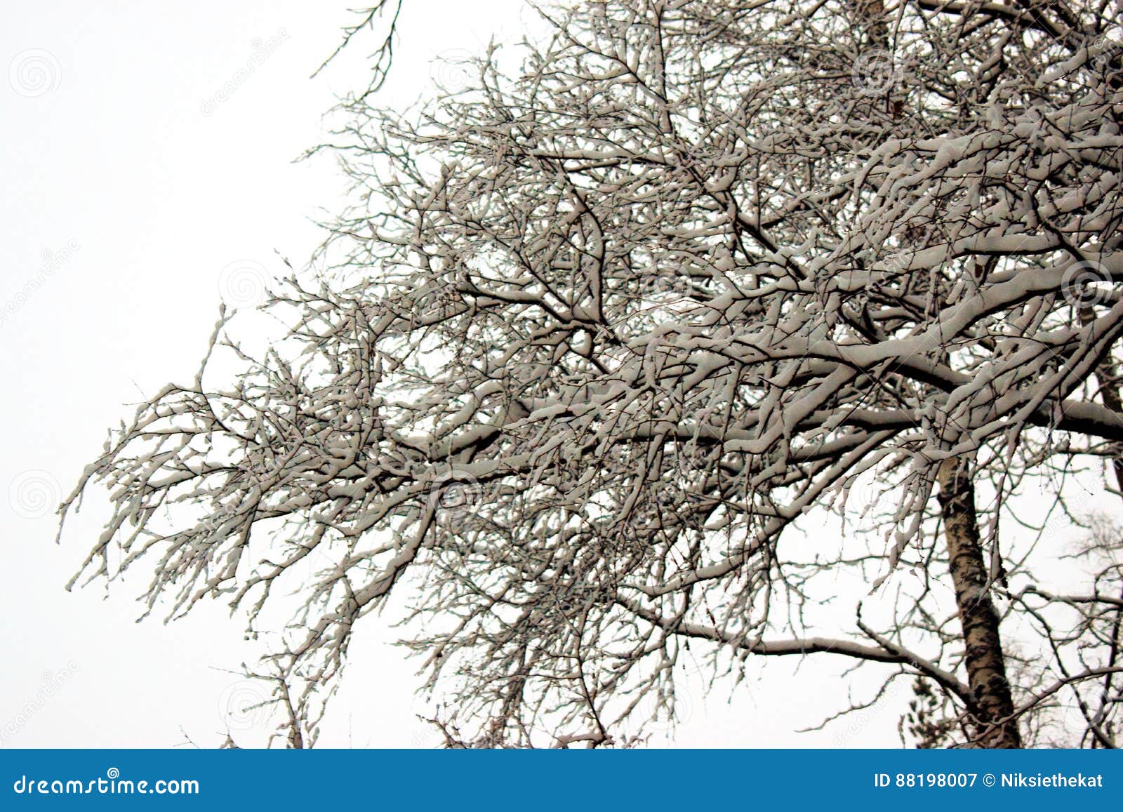 Branches under heavy snow stock image. Image of snow - 88198007