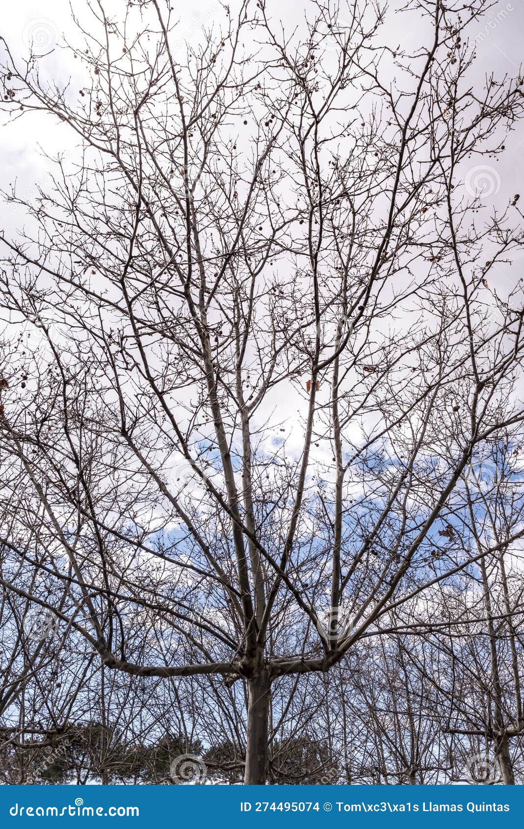 Branches of Various Deciduous Trees in Winter and a Sk Stock Photo - Image of sunlight, cold ...
