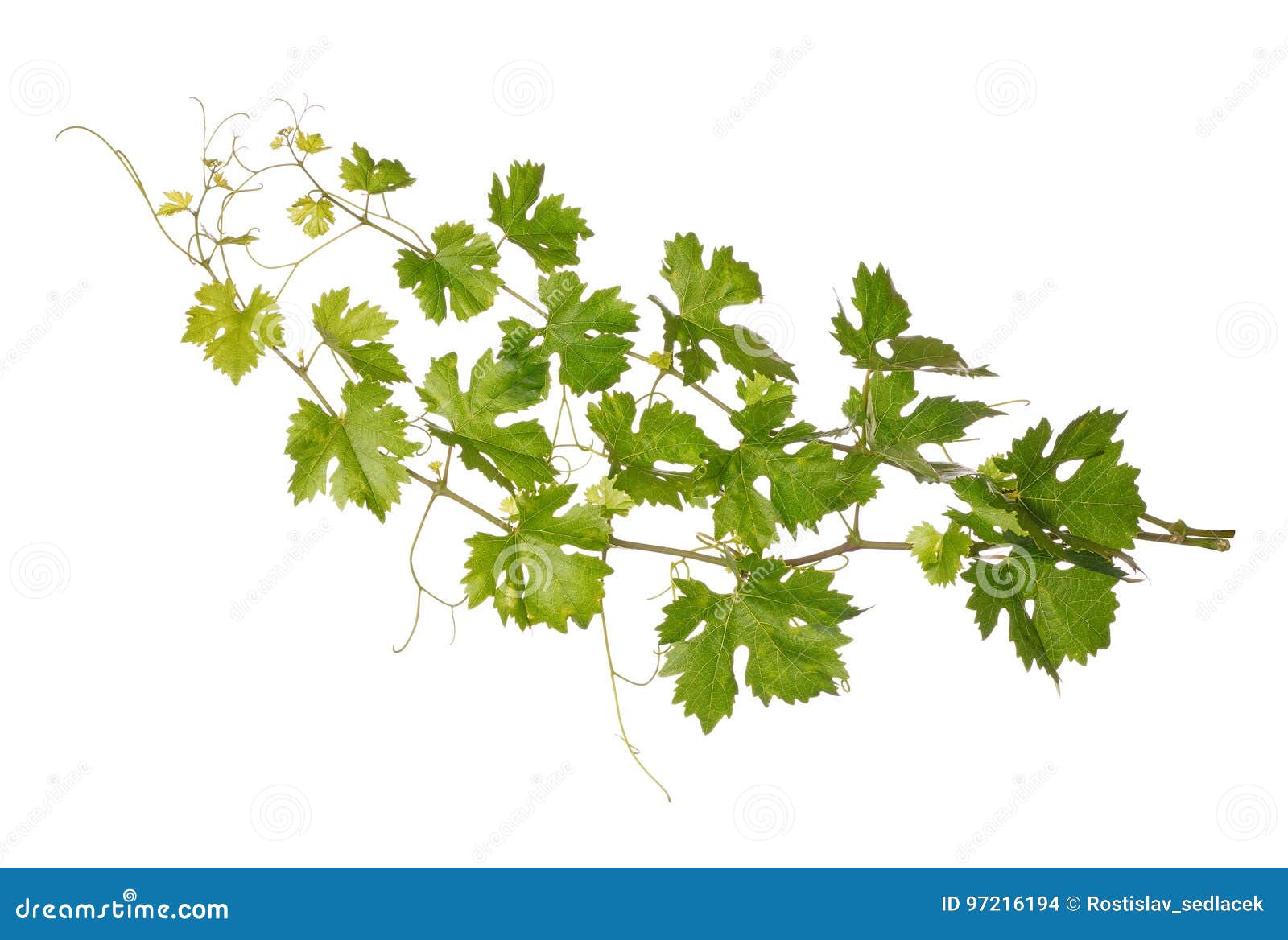 Branches of Vine Leaves Isolated Stock Photo - Image of white, plant ...