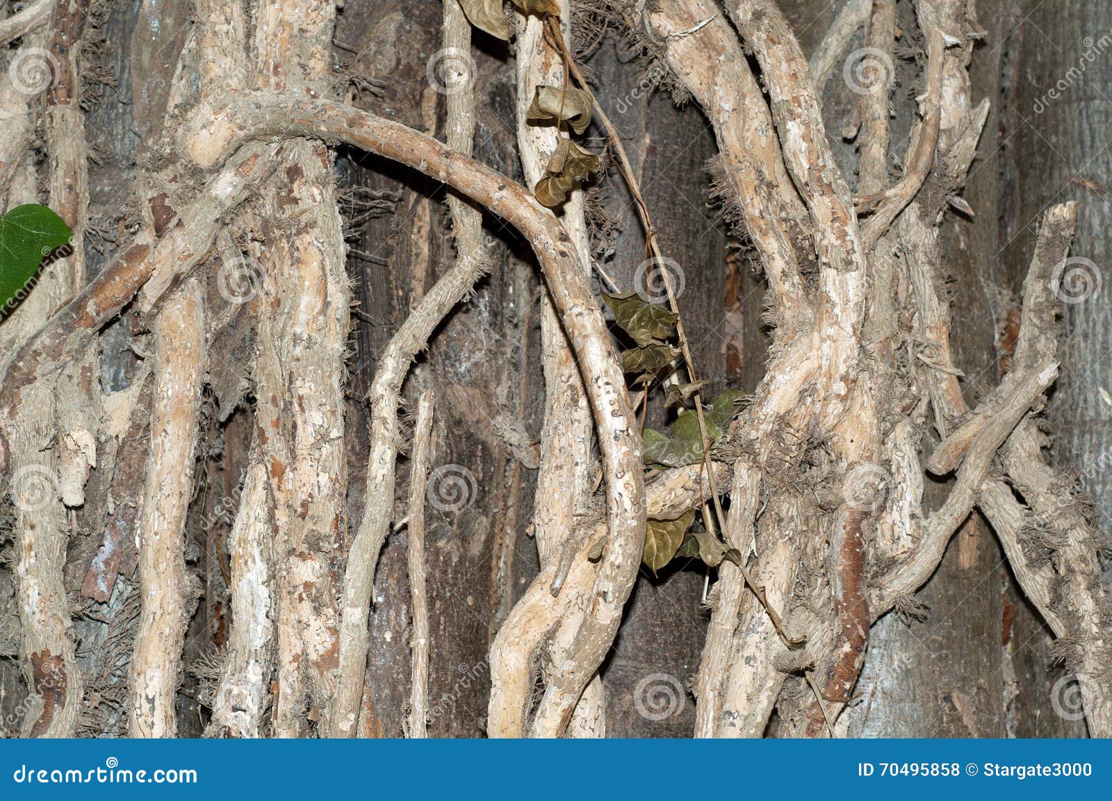 Branches and Vines Entwined. Stock Photo - Image of reflected, nature ...