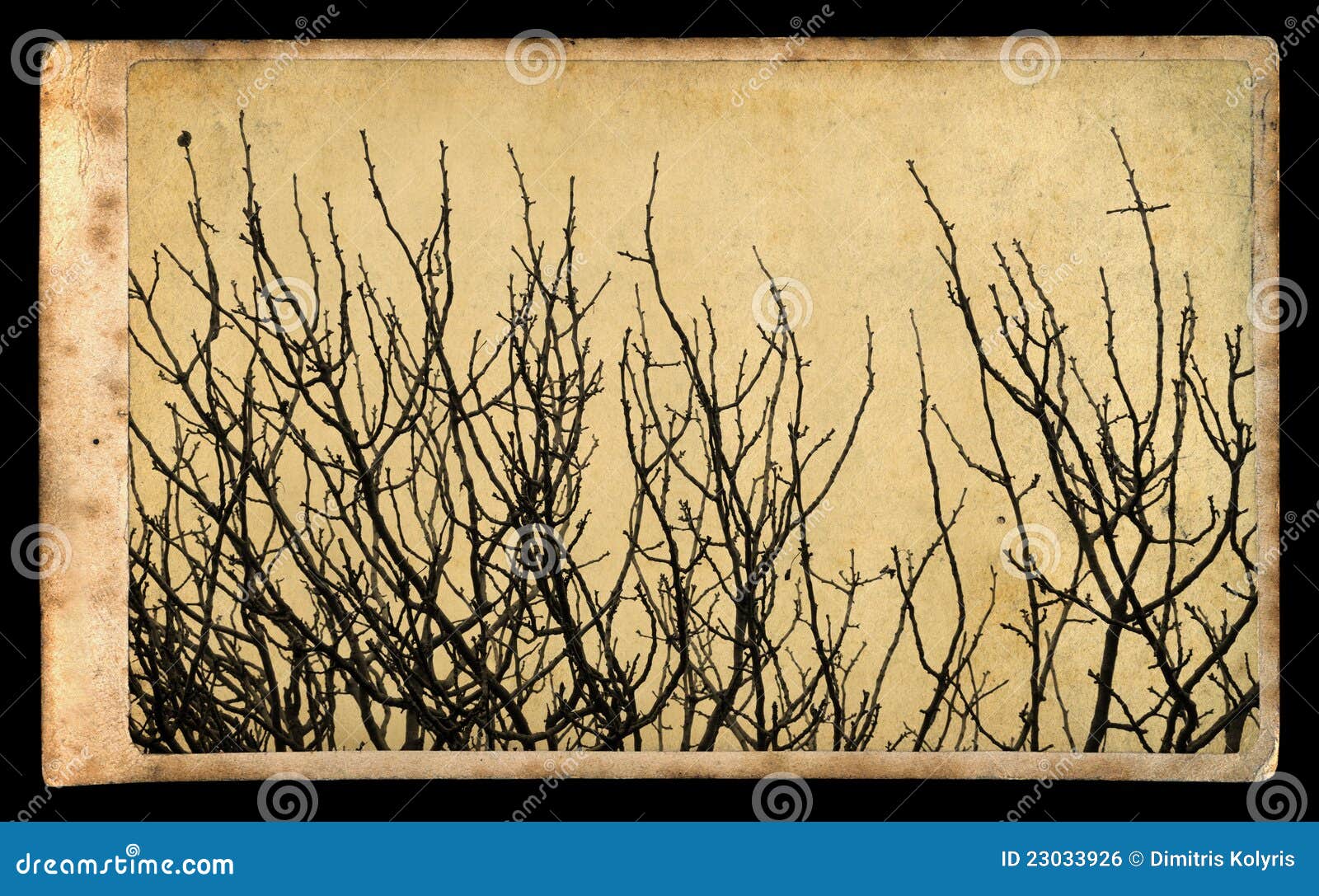 Branches on Vintage Photo Paper Stock Photo - Image of leafless, nature ...