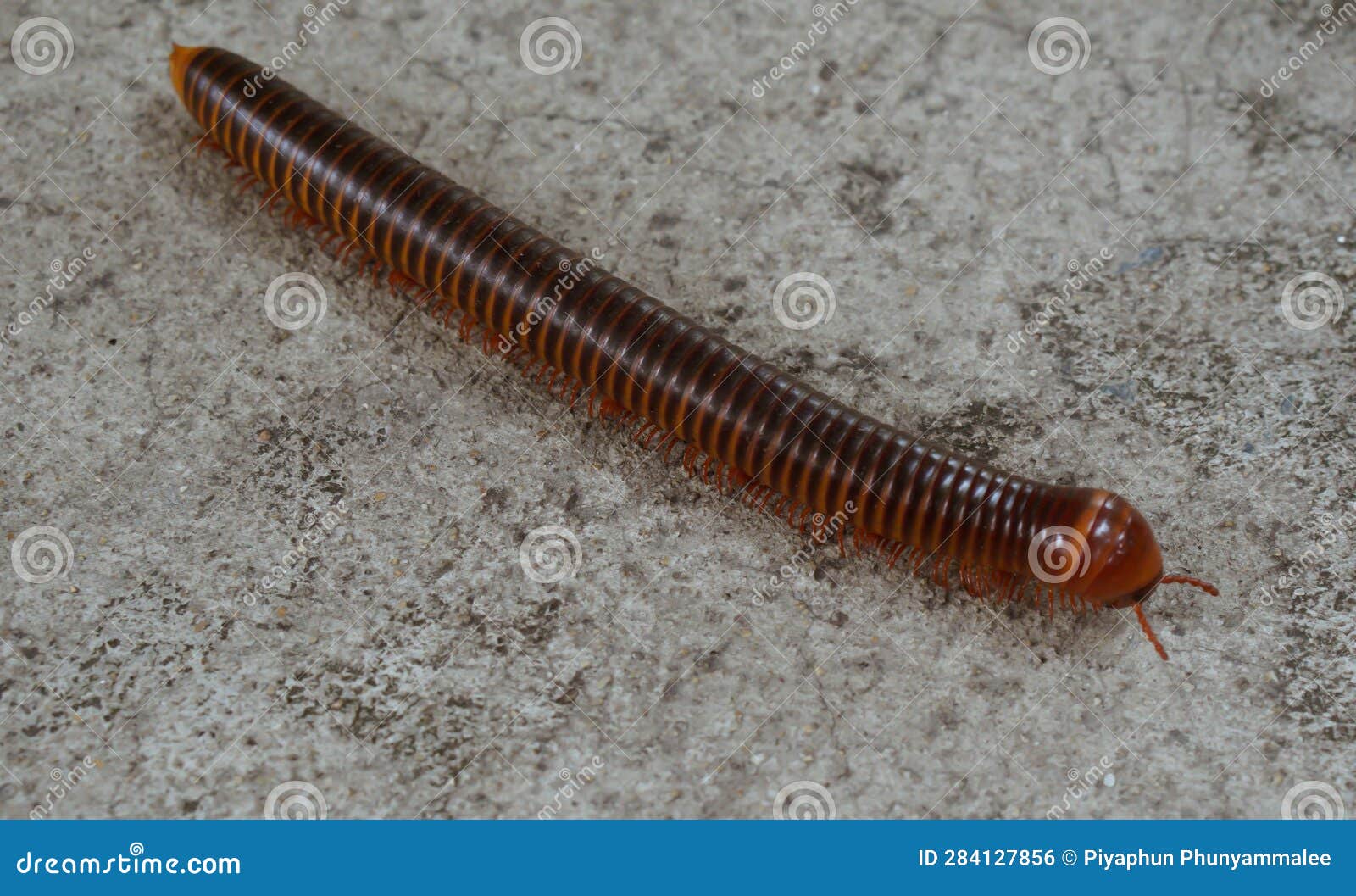 Picture the Branches are Walking on the Ground. Stock Photo - Image of ...