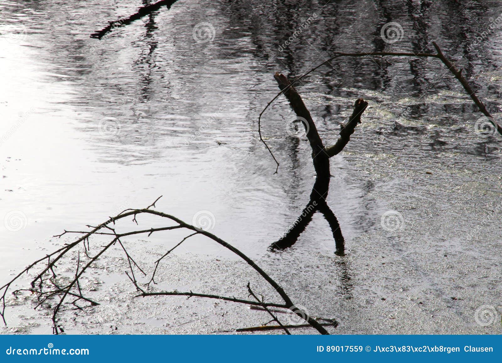 Branches in the water stock image. Image of weather, cold - 89017559
