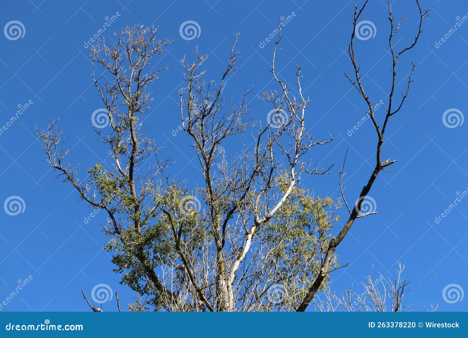 Branches of a Weathered Tree on the Background of the Bright Blue Sky ...