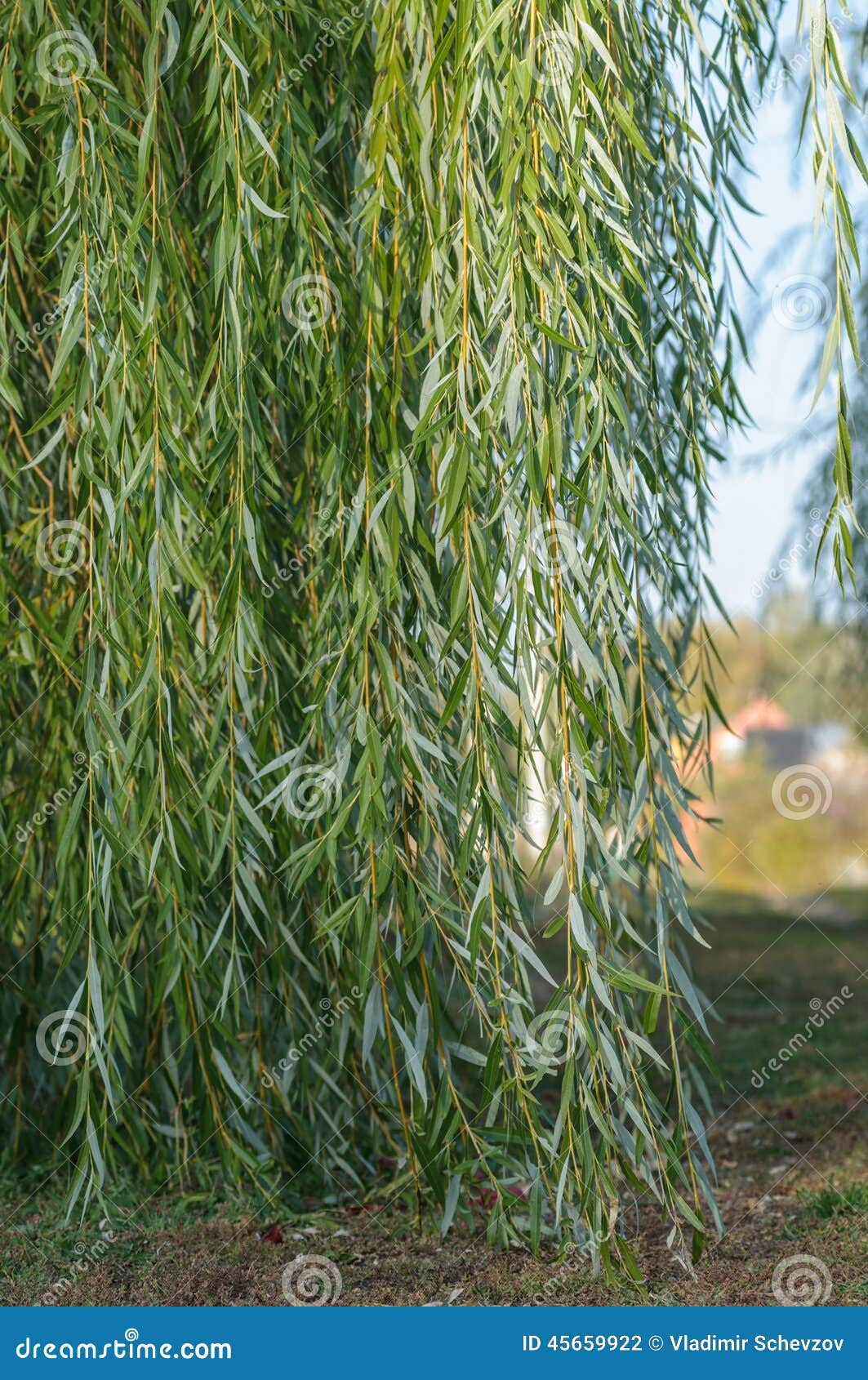 The Branches Of The Weeping Willow Stock Photo - Image of scene ...