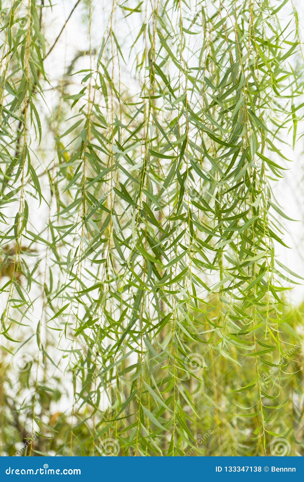 Branches of Weeping Willow Tree Stock Photo - Image of falling, foliage ...