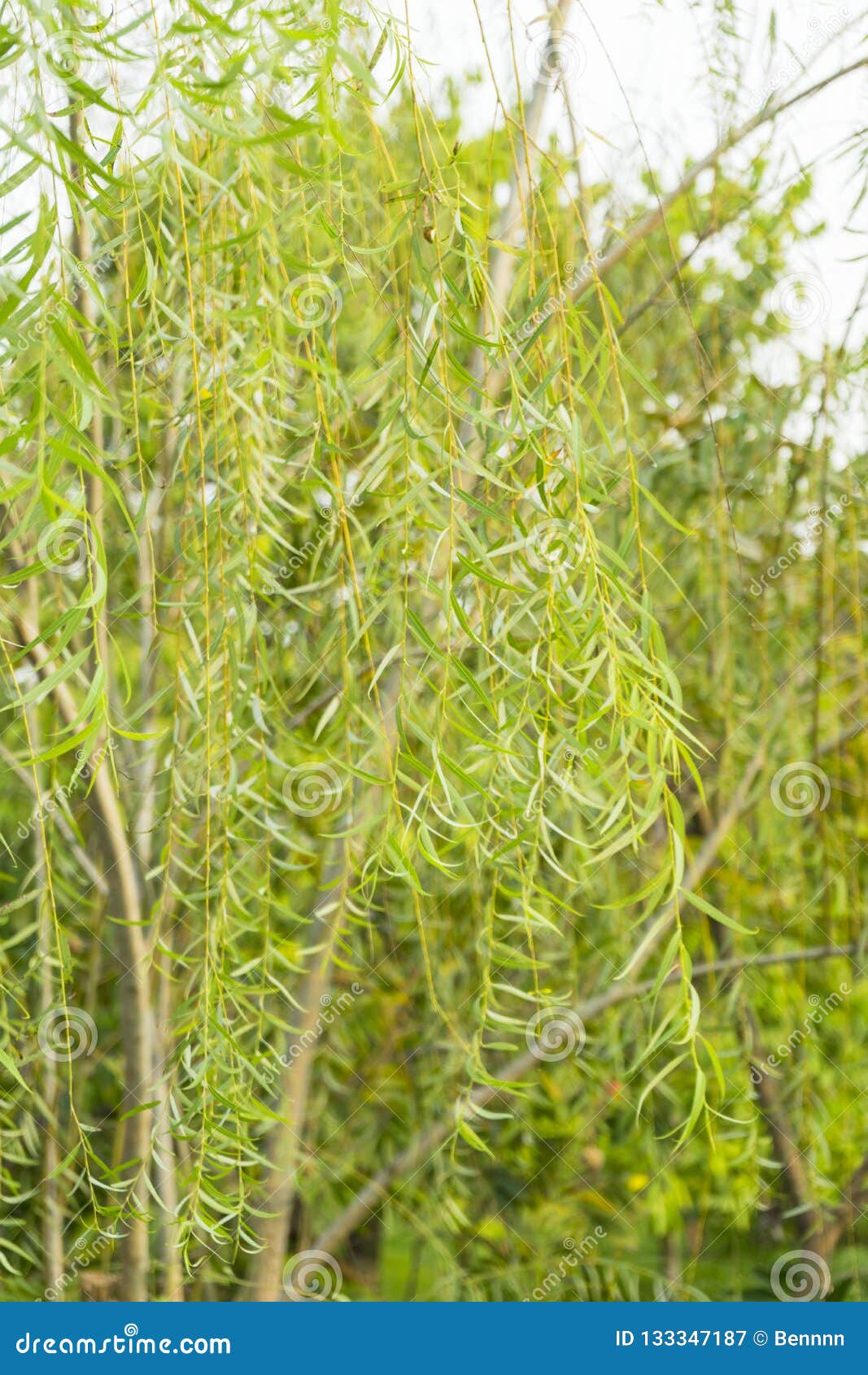 Branches of Weeping Willow Tree Stock Image - Image of deciduous, green ...
