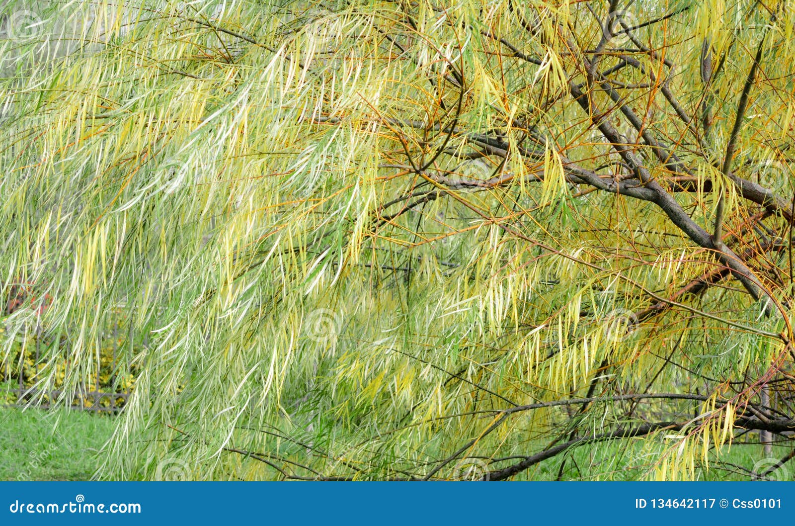 Branches of Weeping Willow Tree Falling Down in Park Stock Image ...