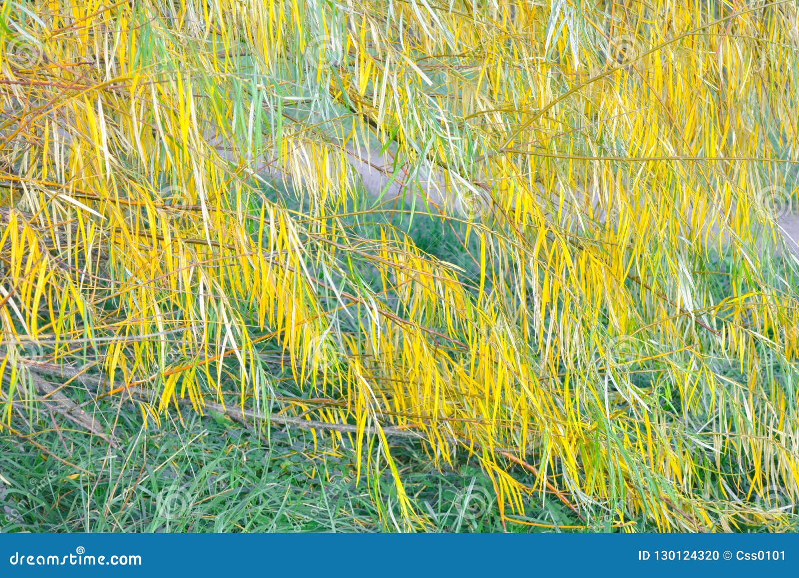 Branches of Weeping Willow Tree Falling Down in Park Stock Photo ...