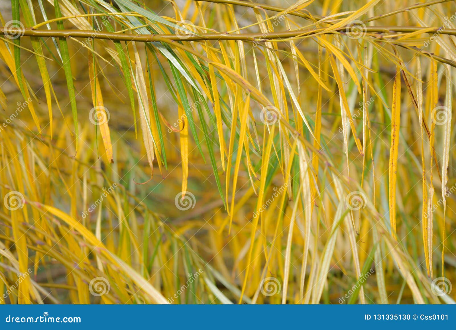 Branches of Weeping Willow Tree Falling Down in Park Stock Photo ...