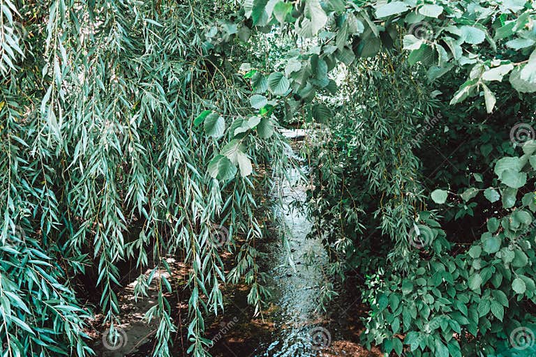 Branches of a Weeping Willow Tree Over the Water Stream Stock Photo ...