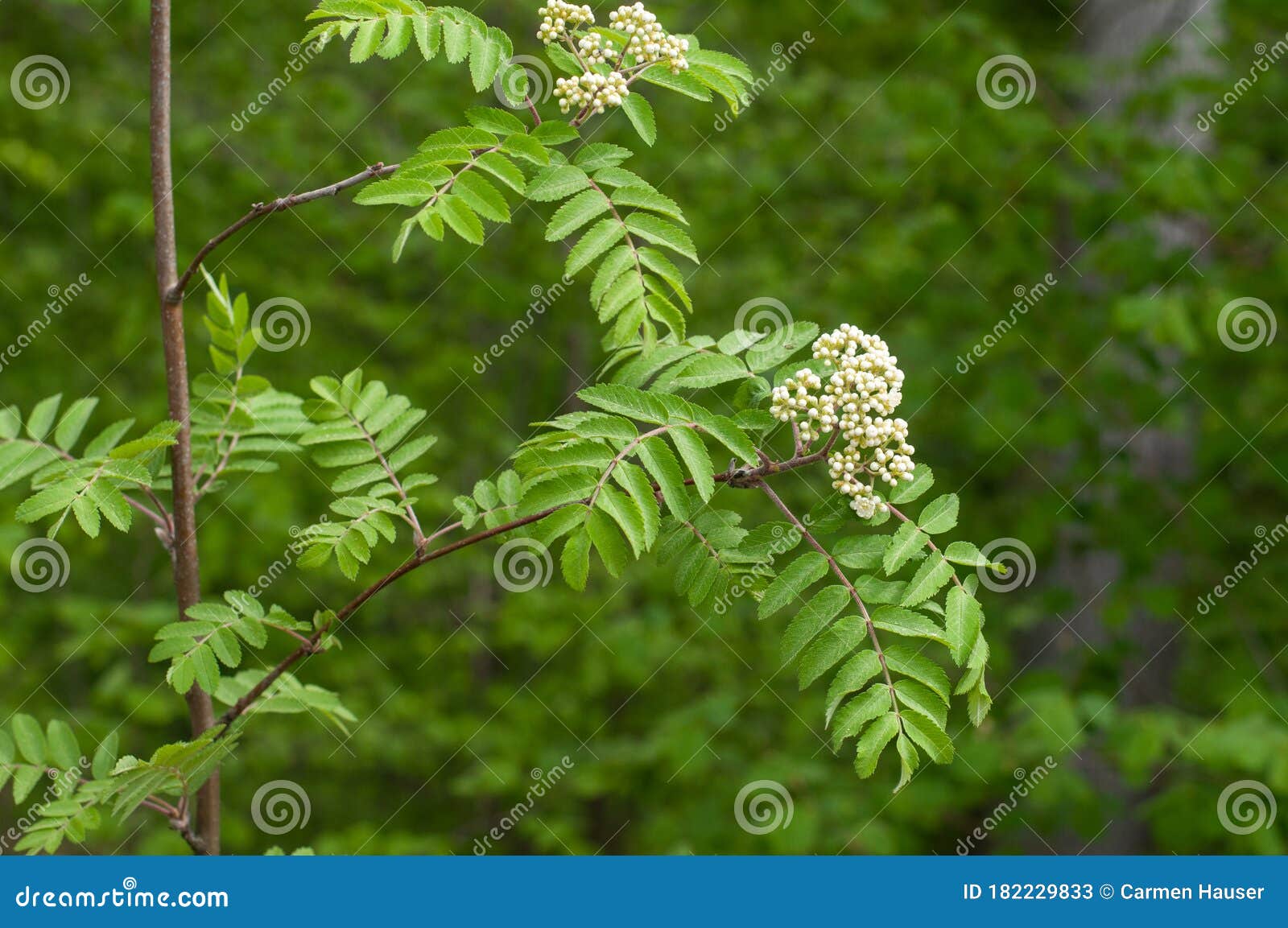 Branches with White Buds of a Rowan Ash Stock Image - Image of plant ...