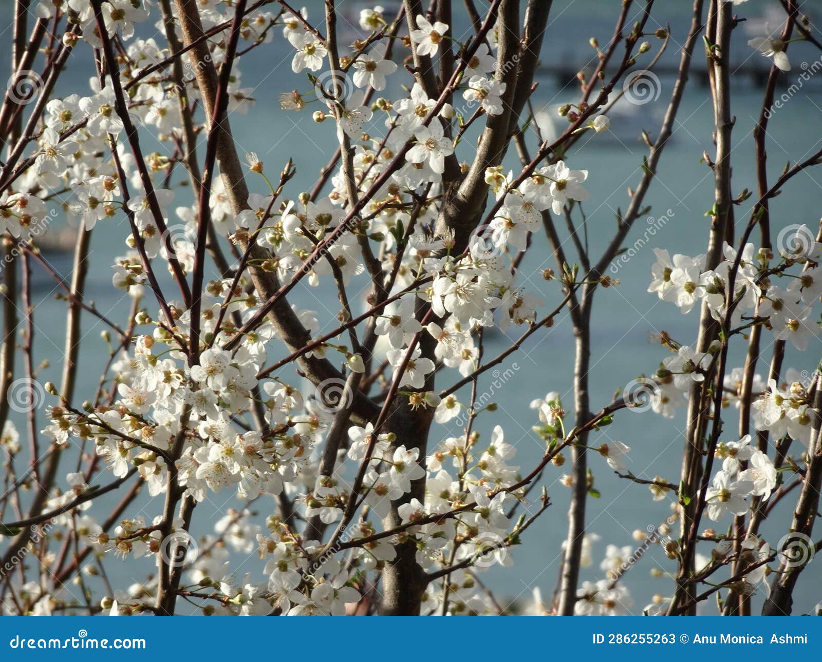Branches of a White Cherry Blossom Tree Stock Image - Image of sunlight ...