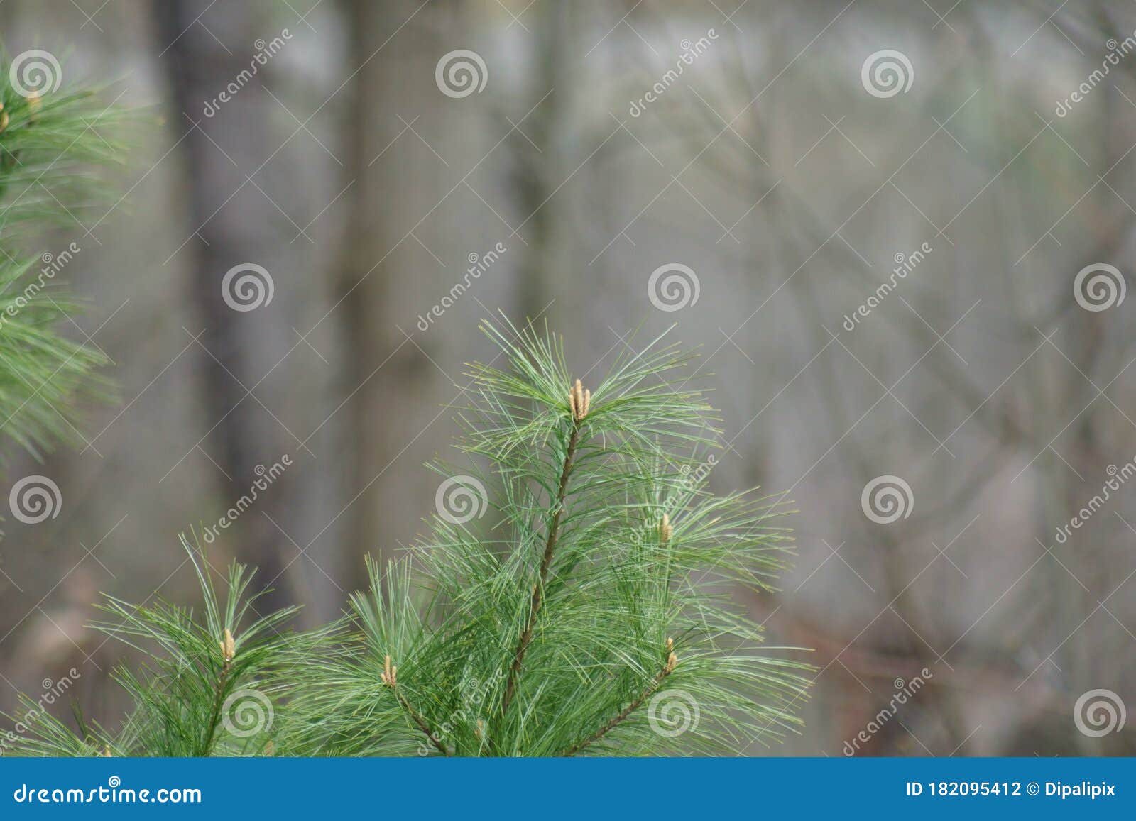 Branches of White Pine Leaves Stock Photo - Image of plant, isolated ...