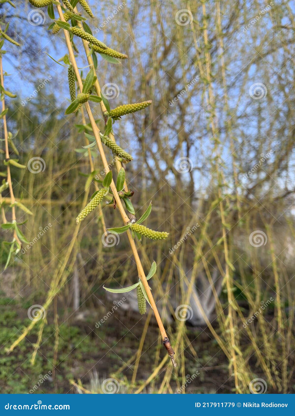Babylon Willow or Weeping Willow Tree with Light Green Pendulous ...