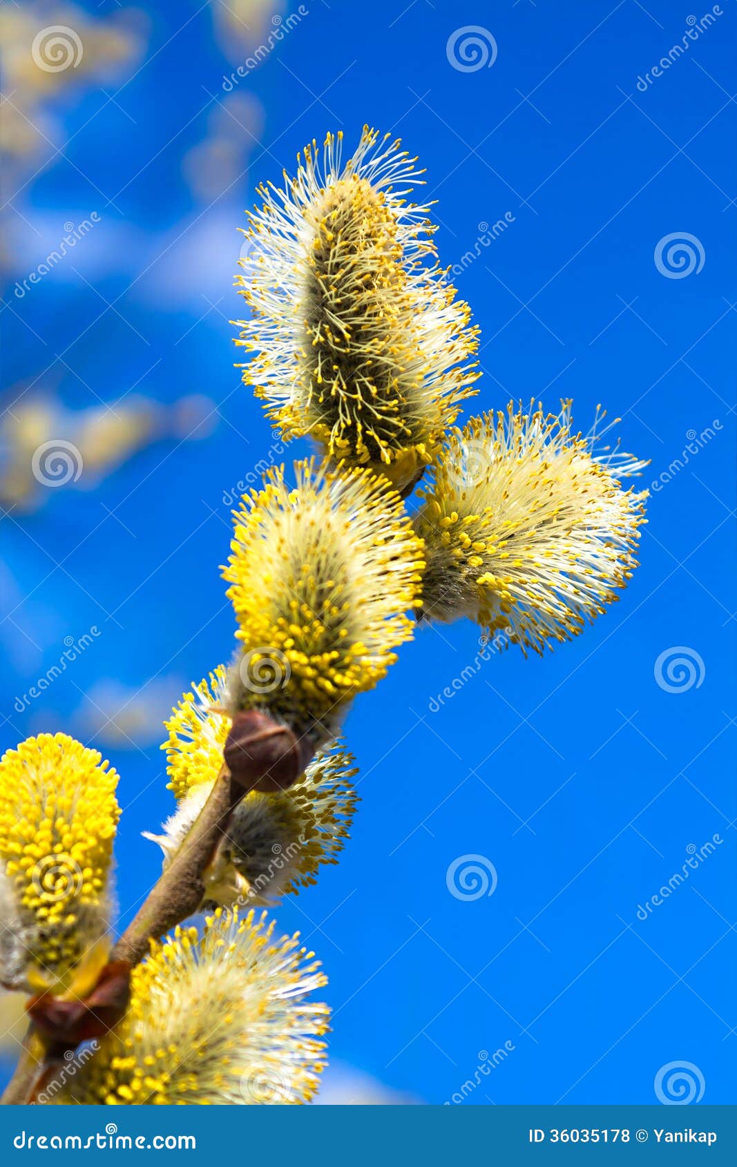 Branches of a Willow Blossom in the Spring Stock Photo - Image of ...