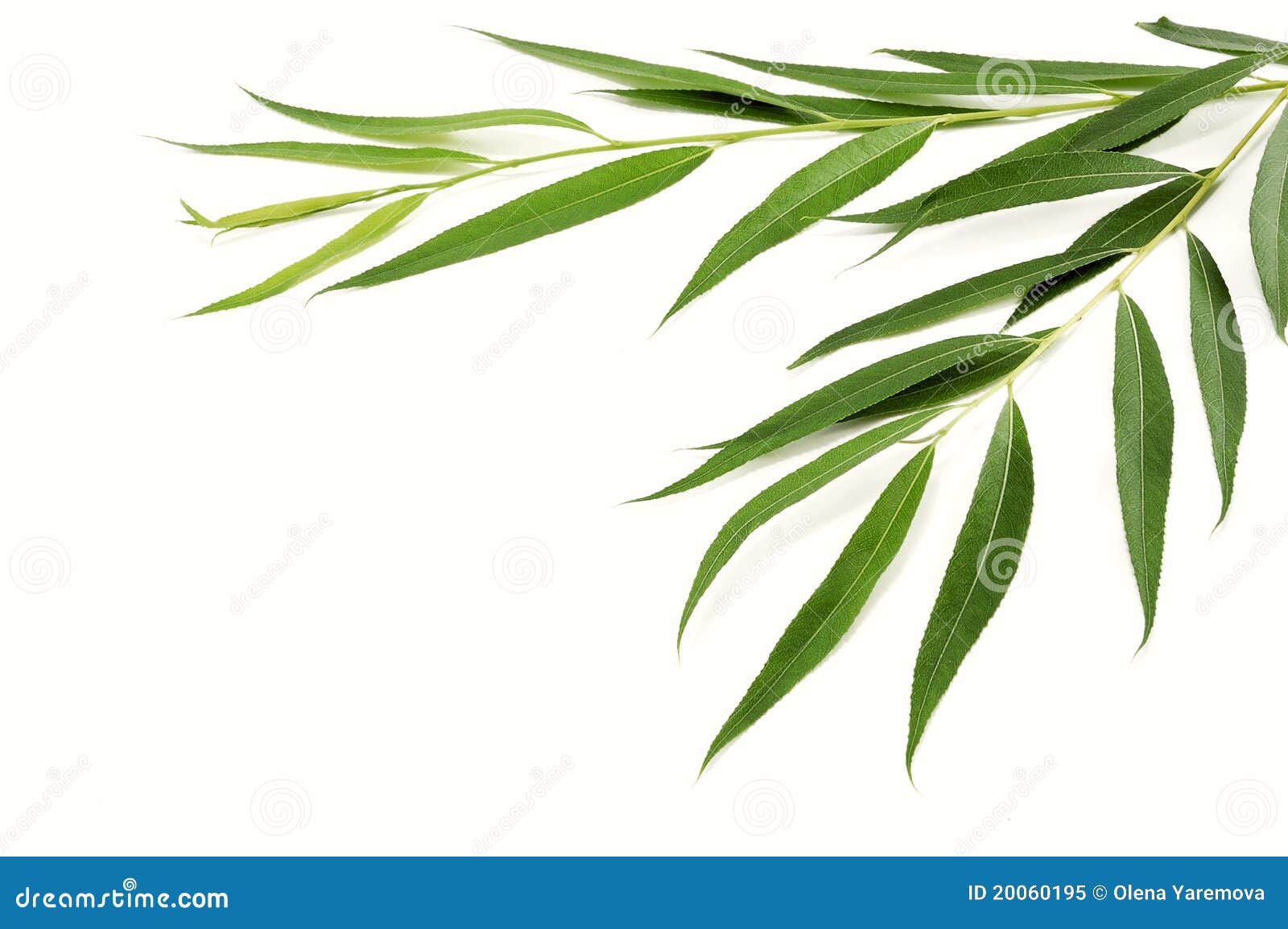 Branches of Willow with Green Leaves Stock Image - Image of season ...