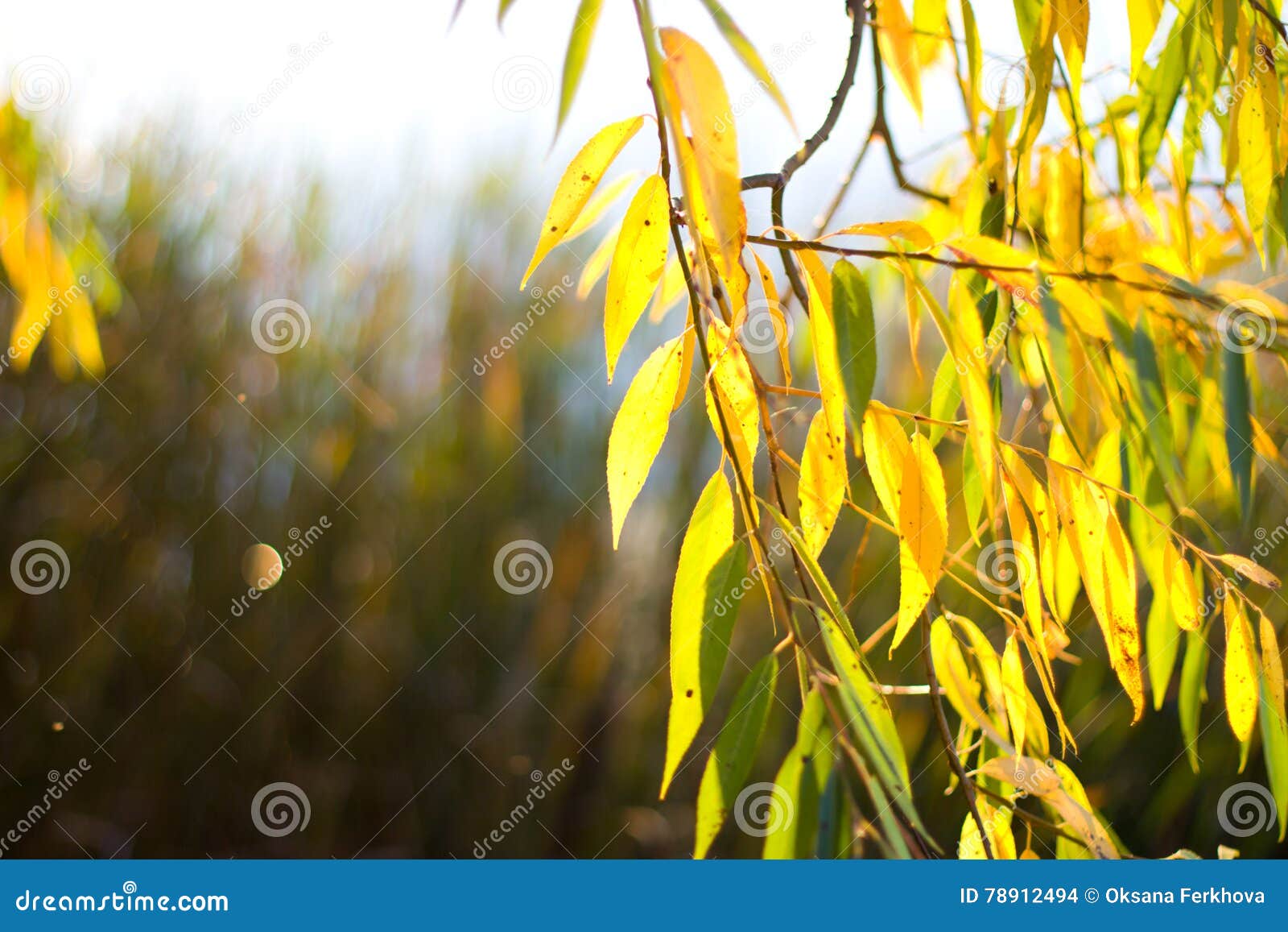 Branches of Willow Tree Above River Stock Photo - Image of thatch ...