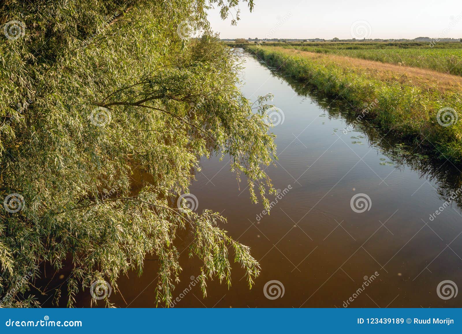 Branches of a Willow Tree Hang Over a Ditch Stock Image - Image of ...