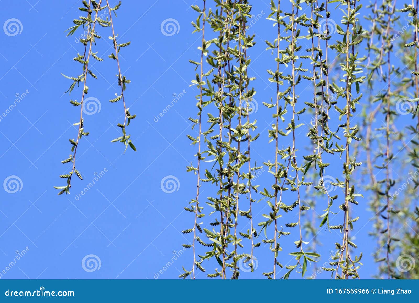 Branches of Willows that Germinate in Spring Stock Photo - Image of ...