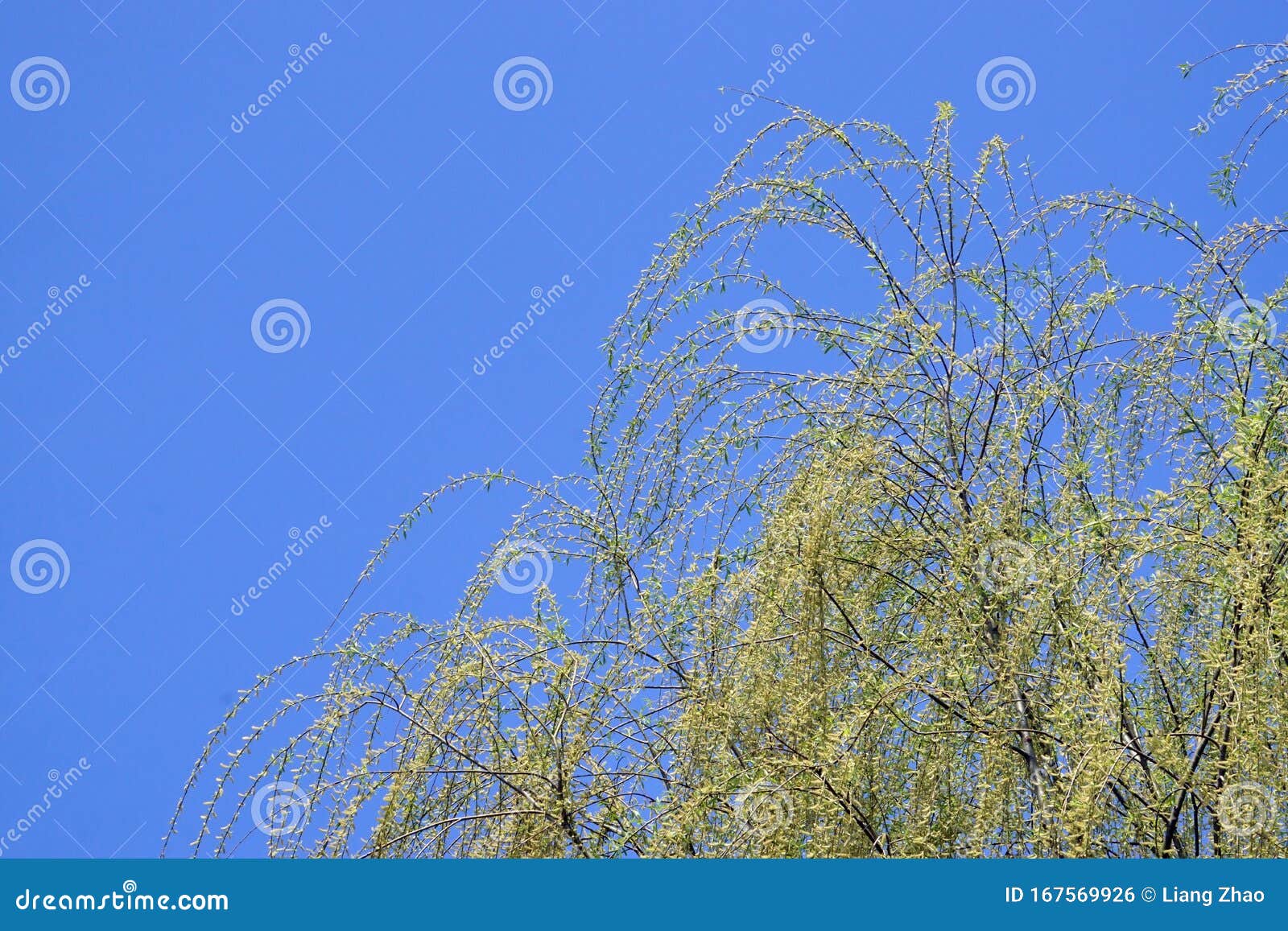 Branches of Willows that Germinate in Spring Stock Photo - Image of ...